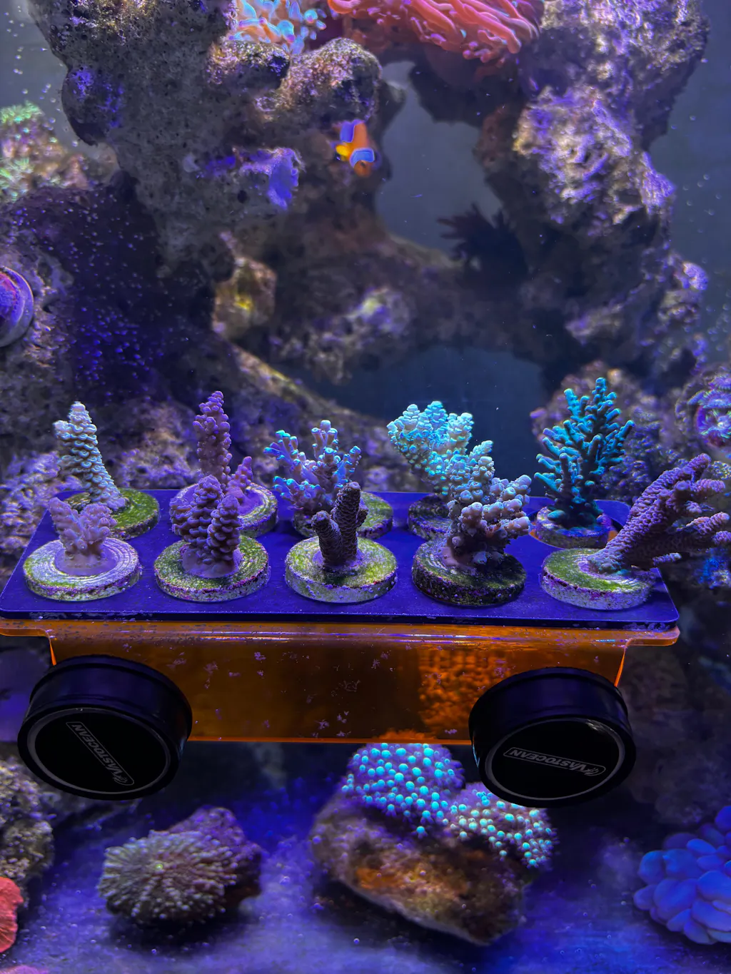 NQR SPS FRAG PACK - 10 Frags - Aquamarine Aquaristic