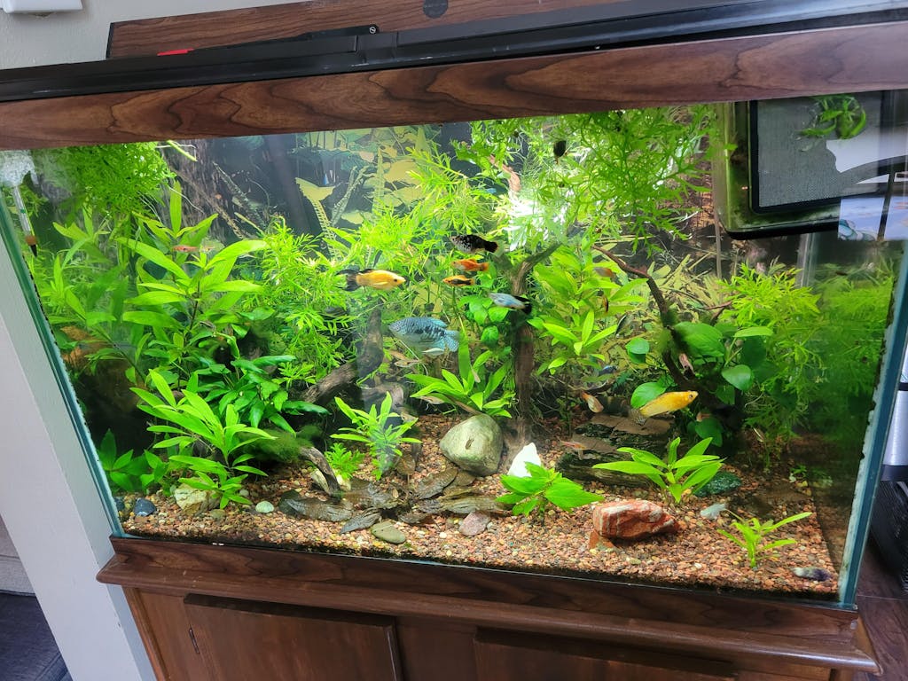 Ziss Breeder Box | Fish Breeding Box with Air Stone for Increased Flow ...