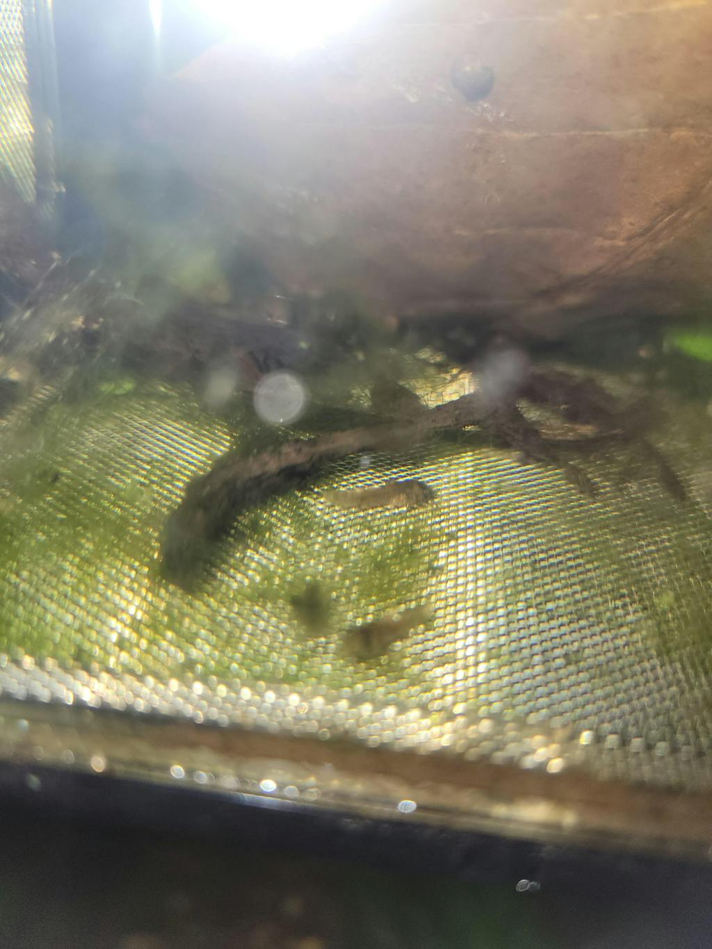 Ziss Breeder Box | Fish Breeding Box with Air Stone for Increased Flow ...