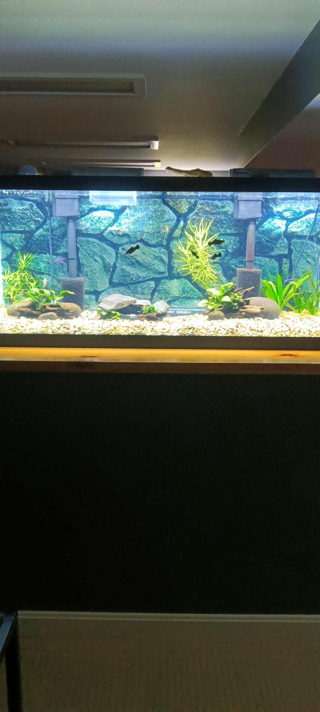 Seachem Purigen | Aquarium Filter Media to Remove Toxins – Aquarium Co-Op