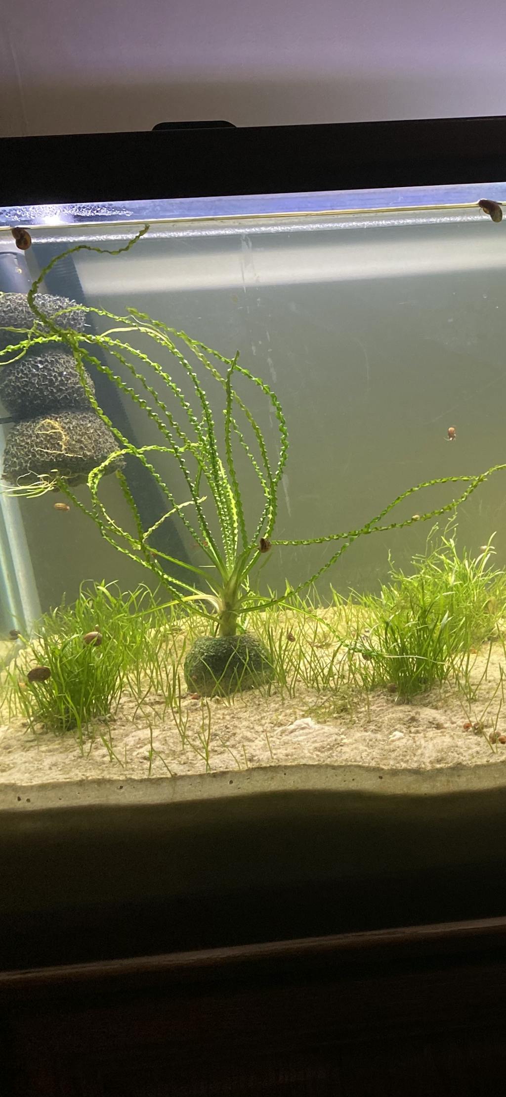 Micro Sword | Fish Tank Plants | Live Aquarium Plants for Sale ...