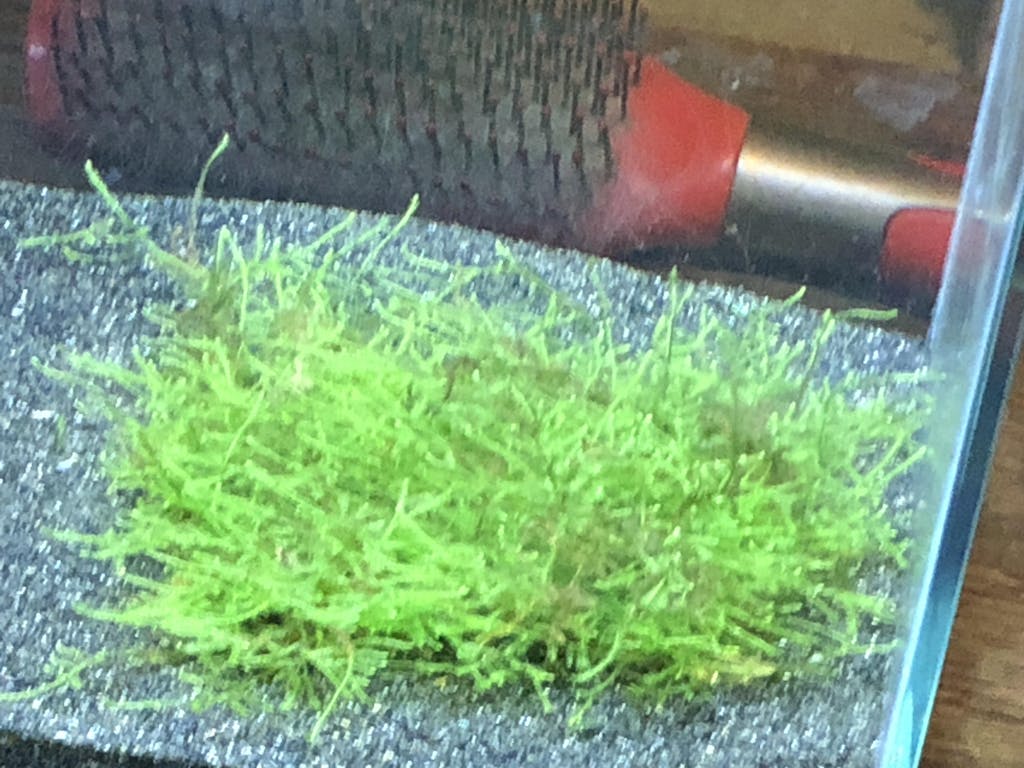 Java Moss | Java Moss for Sale | Live Aquarium Moss on Mesh – Aquarium ...