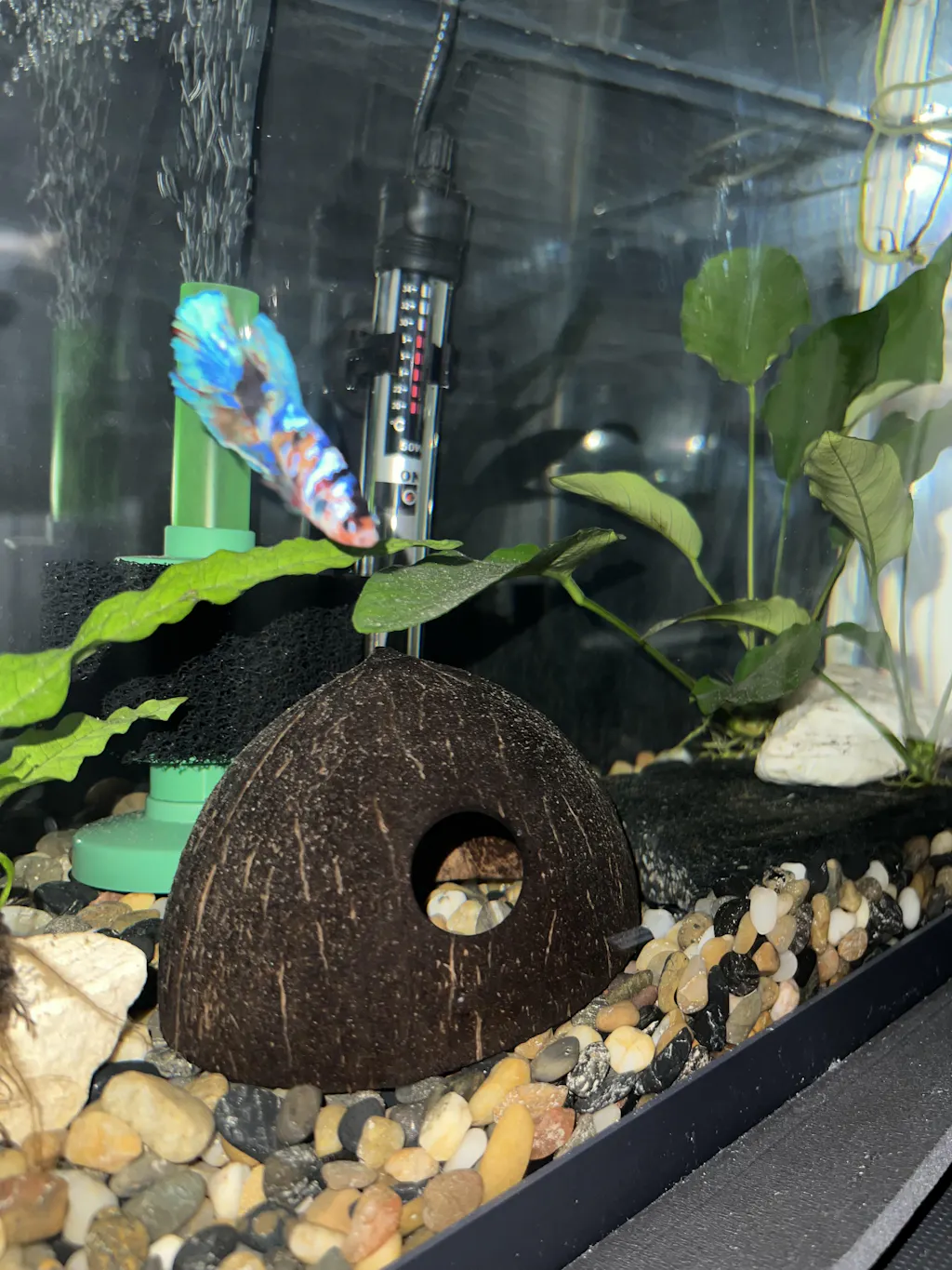 Coconut Hut | Fish Tank Decoration | Natural Cave for Aquarium Fish ...