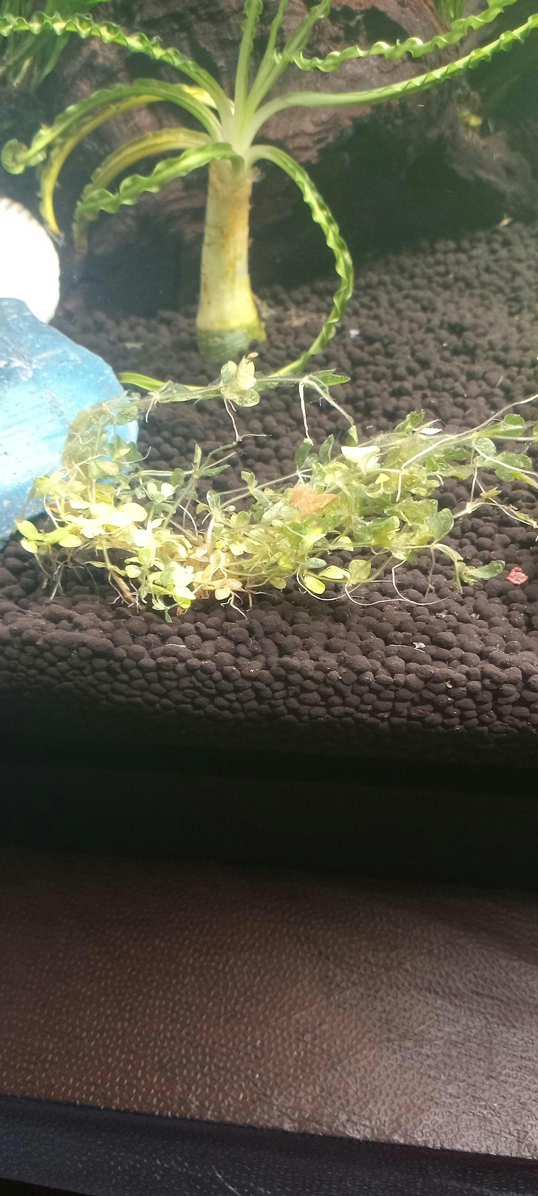 Pearl Weed | Fish Tank Plants | Live Aquarium Plants for Sale ...