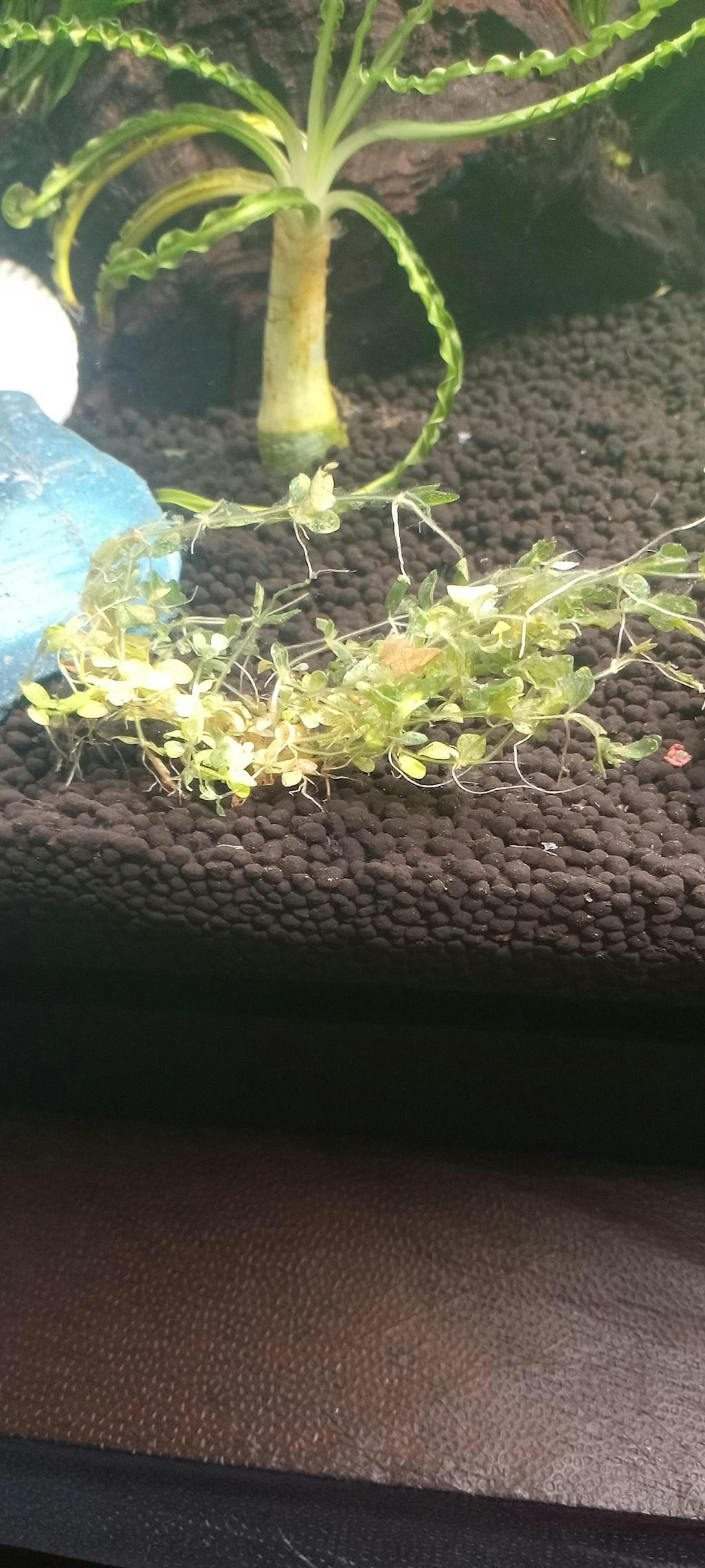 Pearl Weed | Fish Tank Plants | Live Aquarium Plants for Sale ...