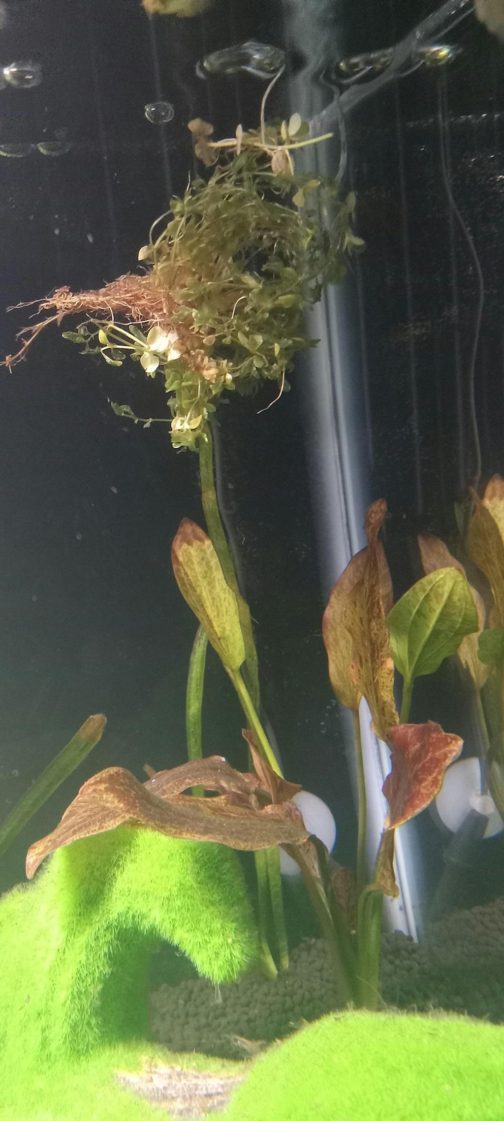 Pearl Weed | Fish Tank Plants | Live Aquarium Plants for Sale ...