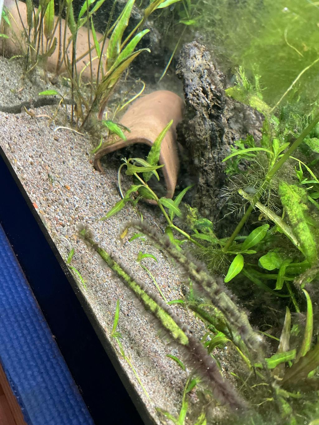 Pleco Cave | Fish Breeding Cave for Small Catfish and Dwarf Cichlids ...