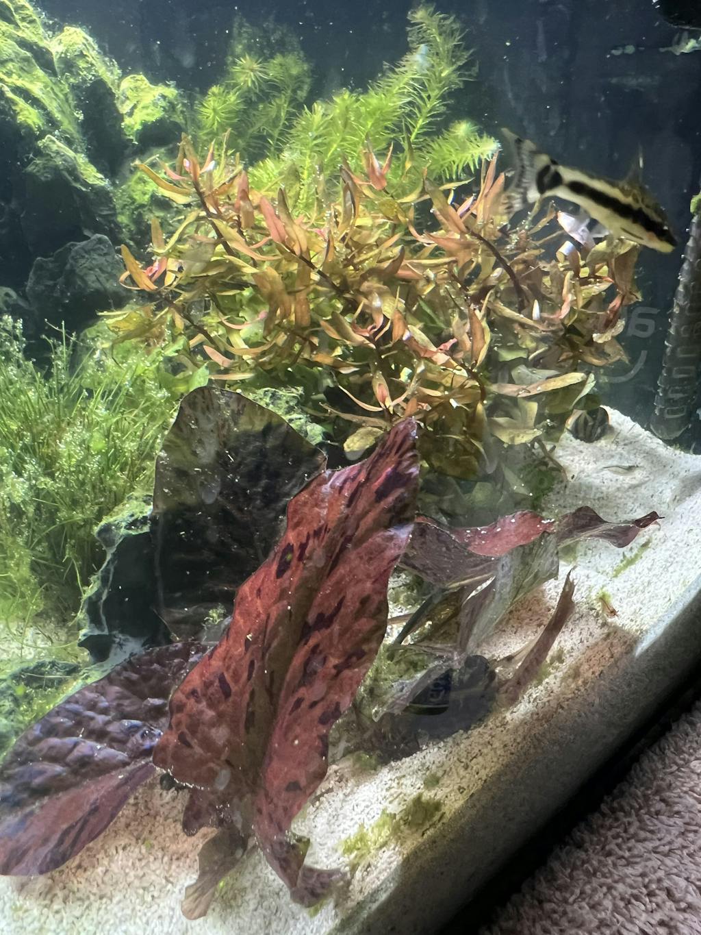 Tiger Lotus | Freshwater Plants | Live Aquarium Plants for Sale ...