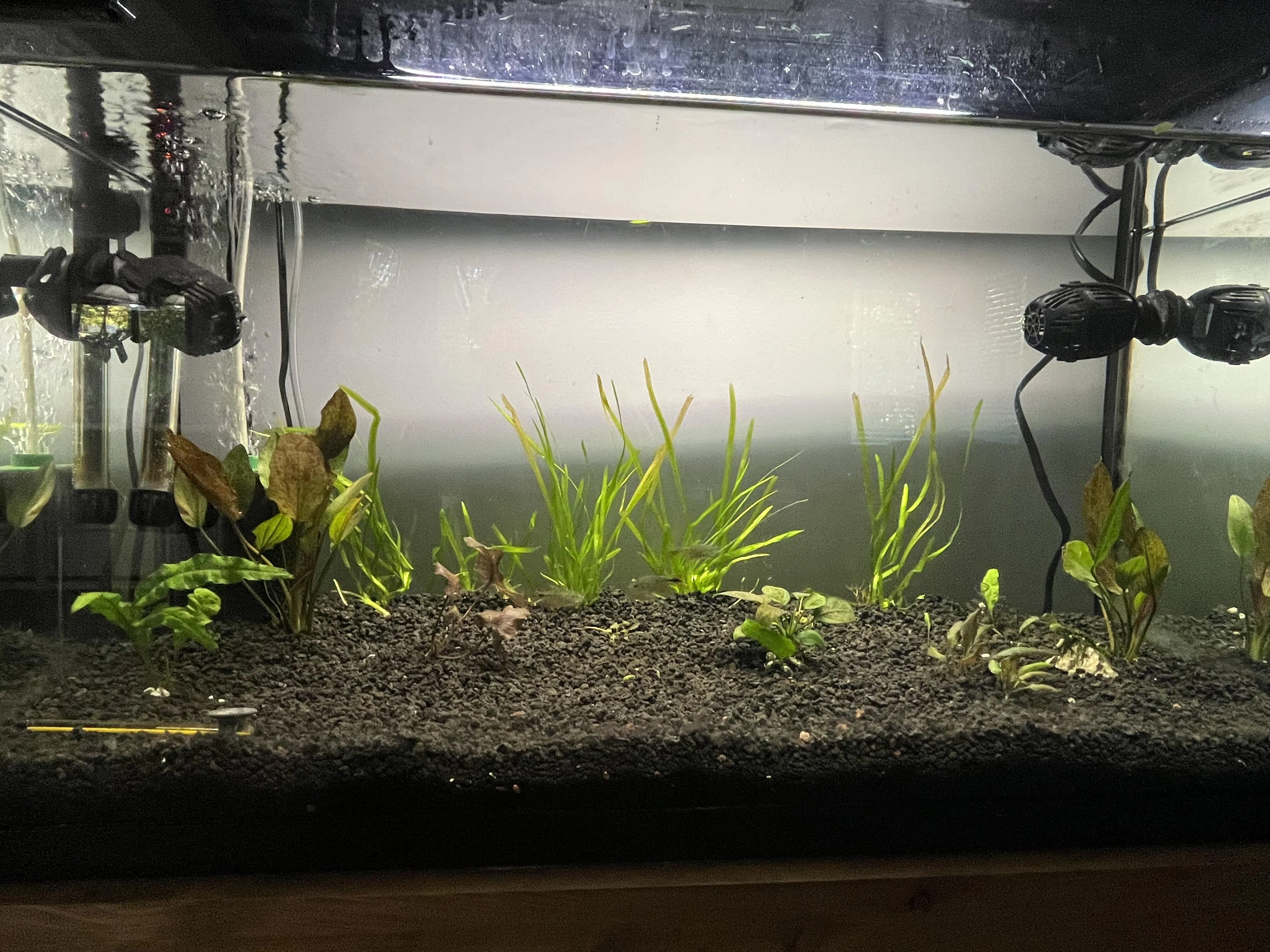 Vallisneria | Fish Tank Plants | Live Aquarium Plants for Sale ...