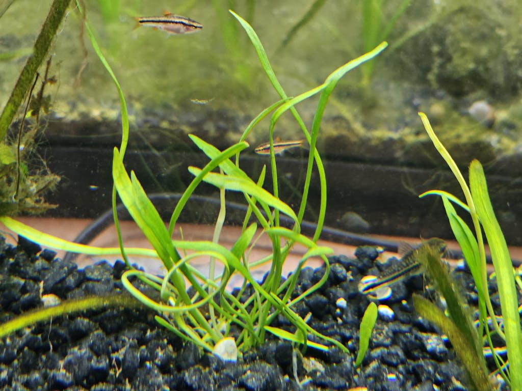 Micro Sword | Fish Tank Plants | Live Aquarium Plants for Sale ...