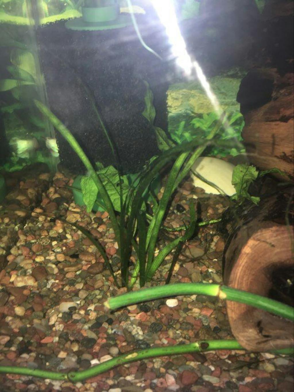 Vallisneria | Fish Tank Plants | Live Aquarium Plants for Sale ...