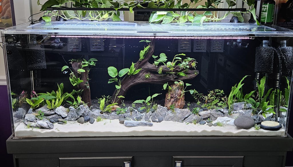 Amazon Sword Plant | Fish Tank Plants | Live Aquarium Plants for Sale ...