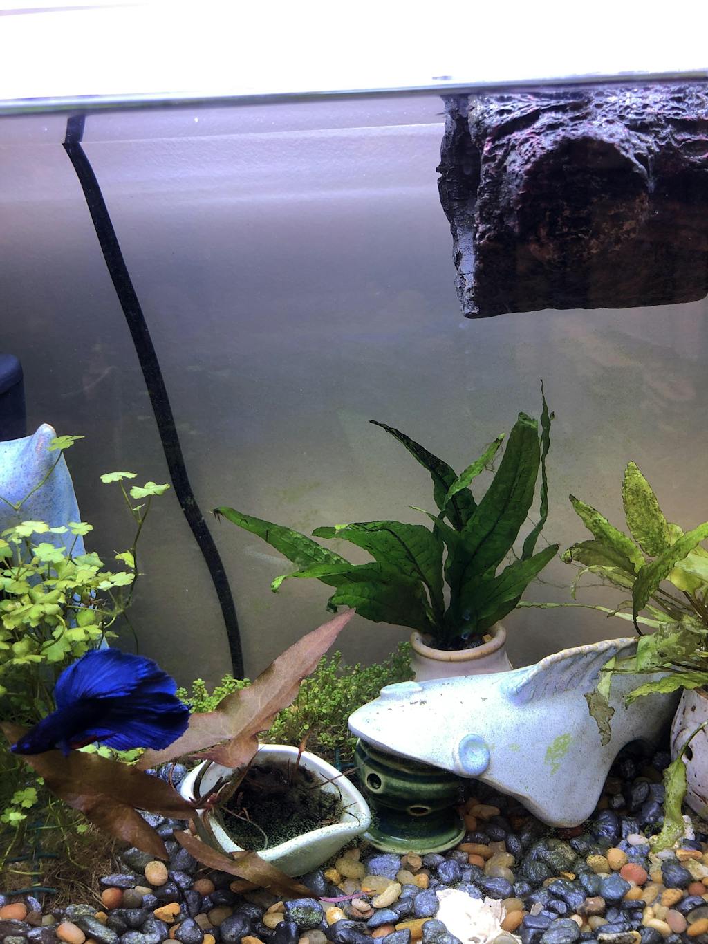 Java Fern | Fish Tank Plants | Live Aquarium Plants for Sale – Aquarium ...