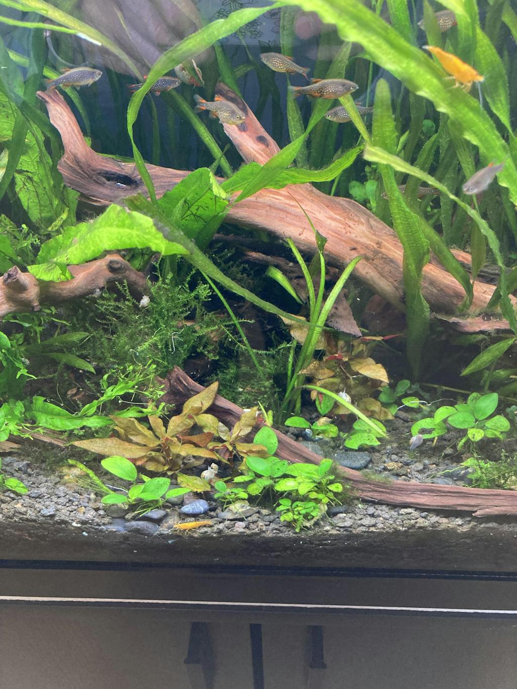 Windelov Java Fern | Fish Tank Plants | Live Aquarium Plants for Sale ...