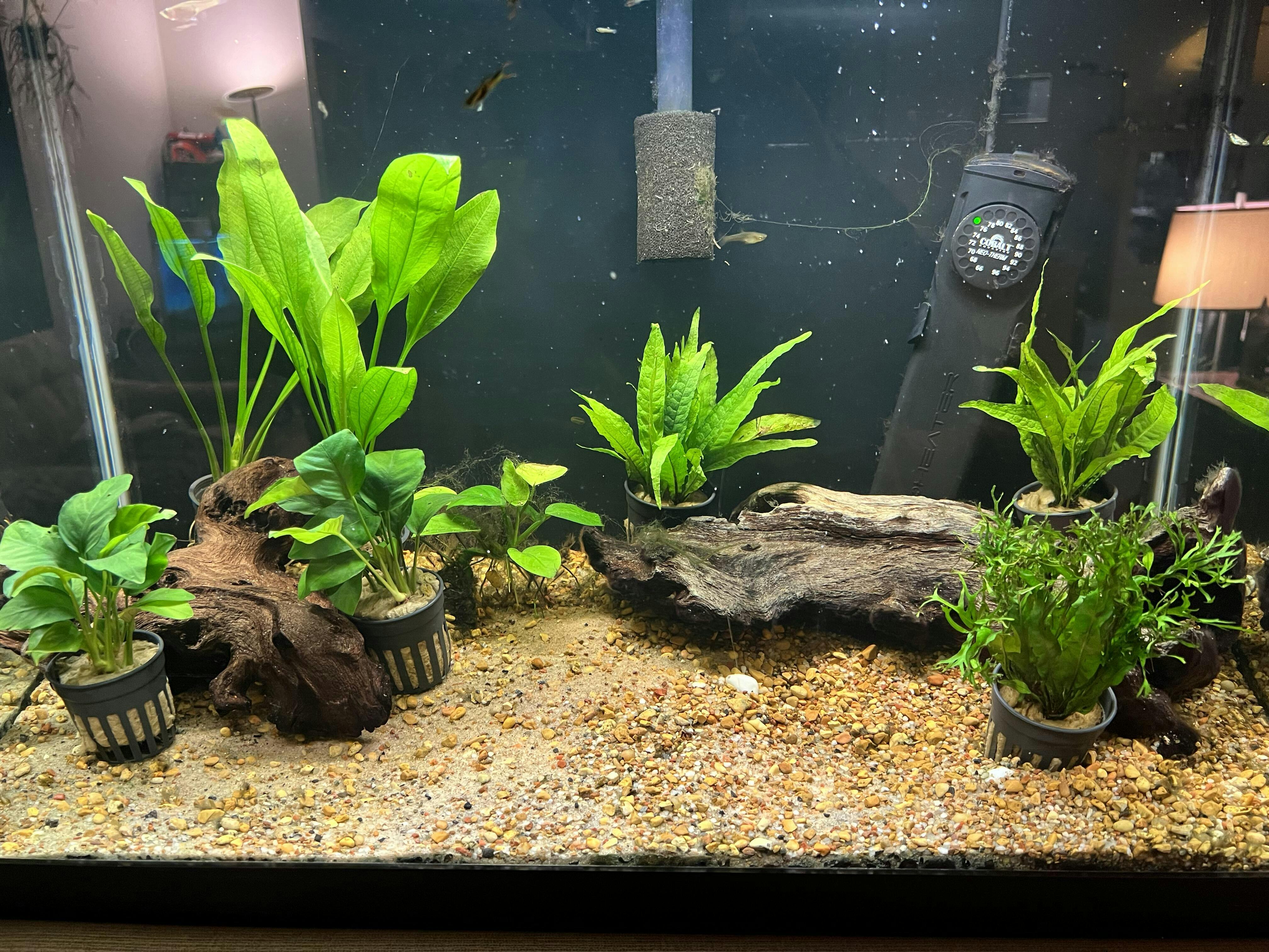 Java Fern | Fish Tank Plants | Live Aquarium Plants for Sale – Aquarium ...