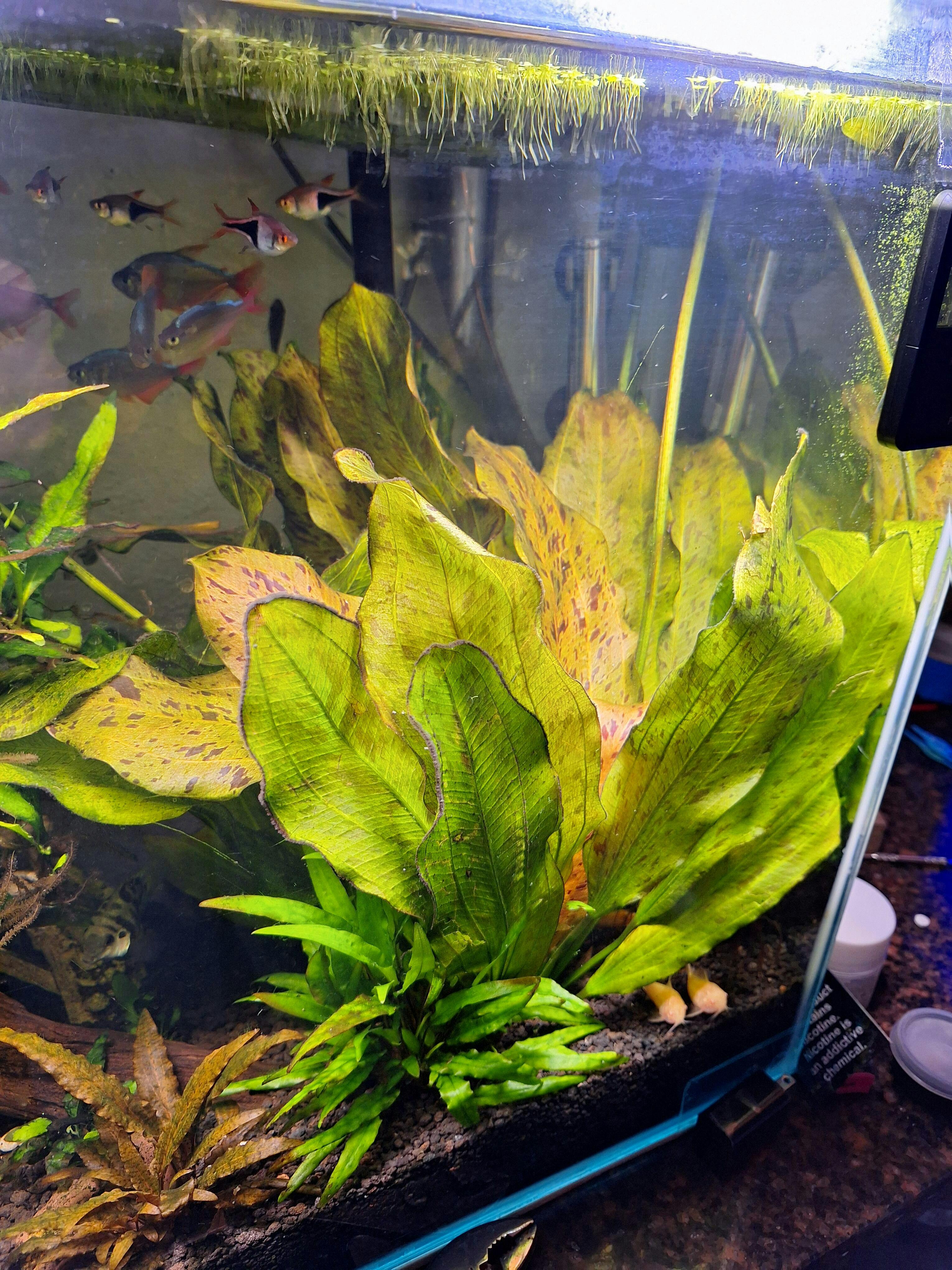 Red Flame Sword | Fish Tank Plants | Live Aquarium Plants for Sale ...