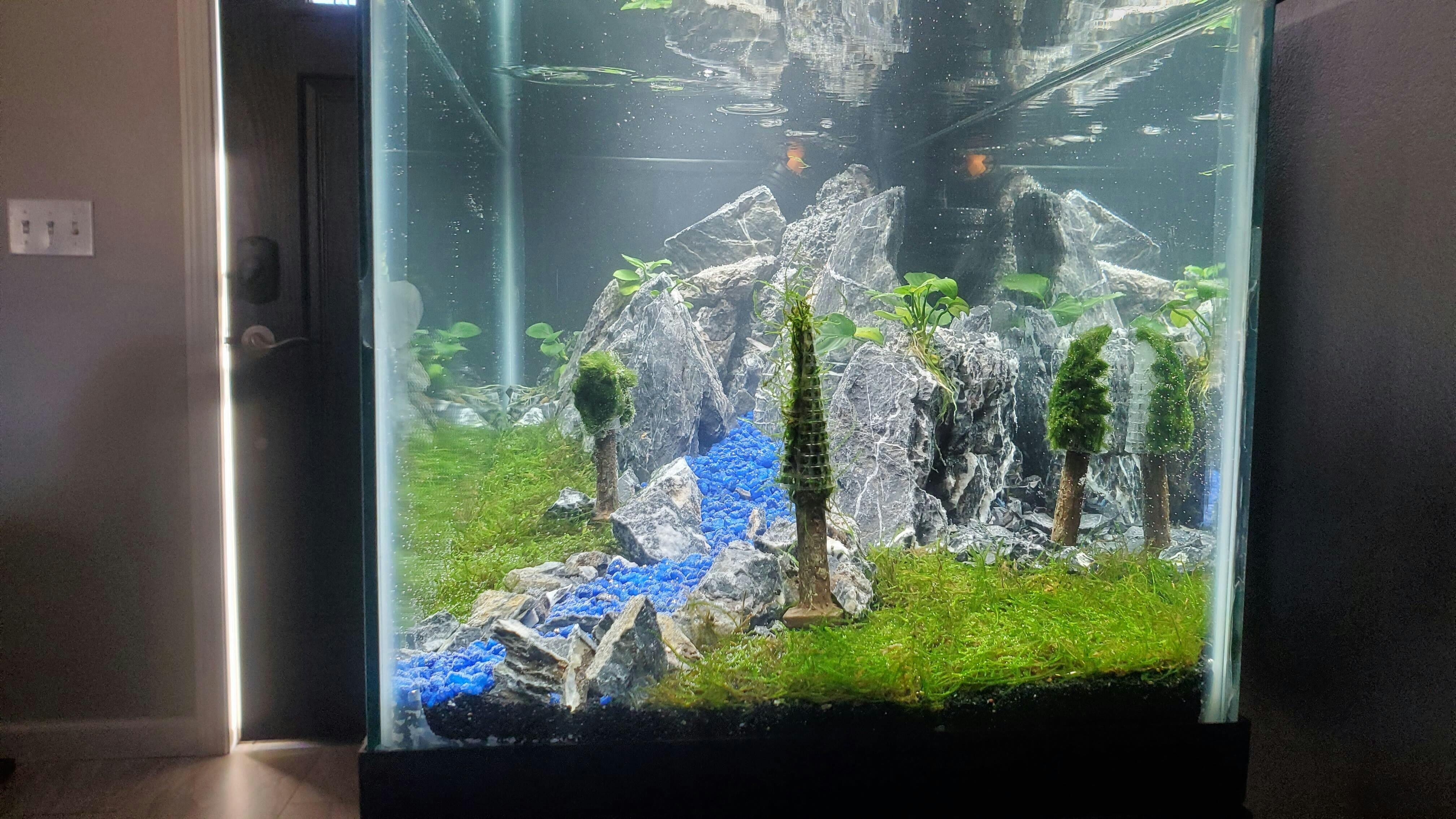 Java Moss | Java Moss for Sale | Live Aquarium Moss on Mesh – Aquarium ...