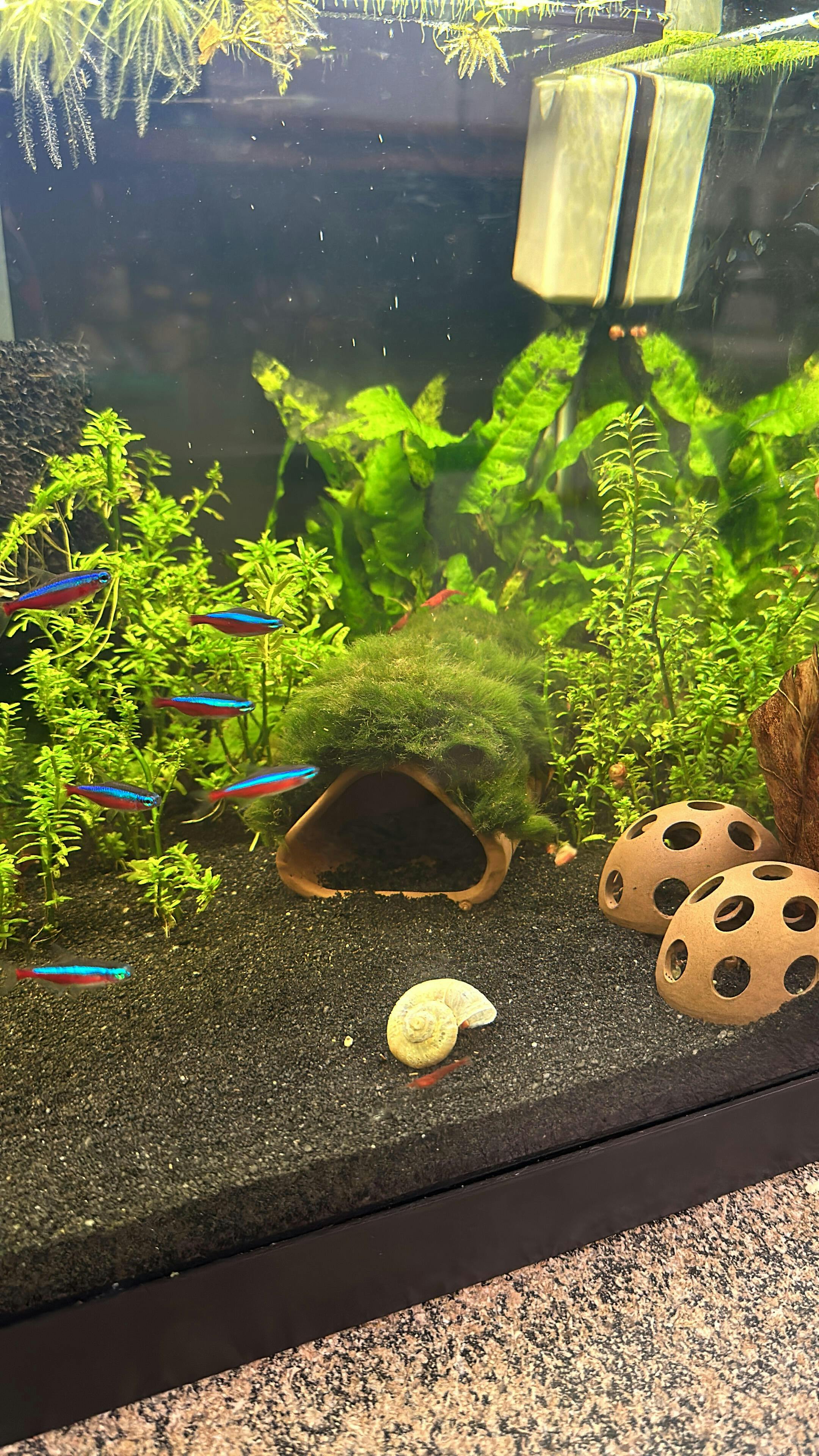 Pleco Cave | Fish Breeding Cave for Small Catfish and Dwarf Cichlids ...
