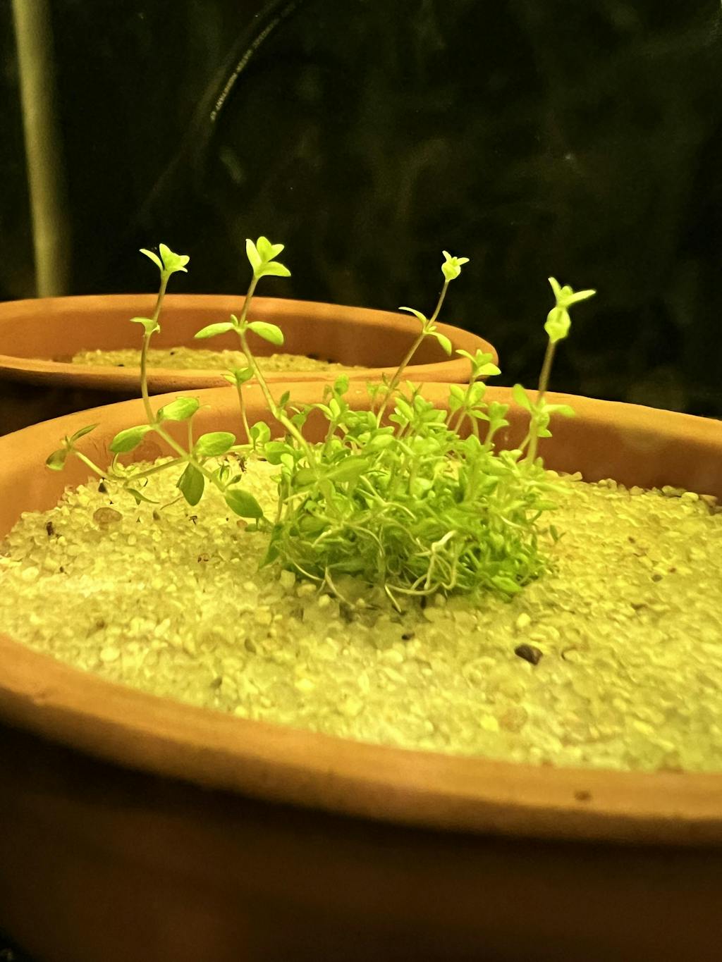 Pearl Weed | Fish Tank Plants | Live Aquarium Plants for Sale ...