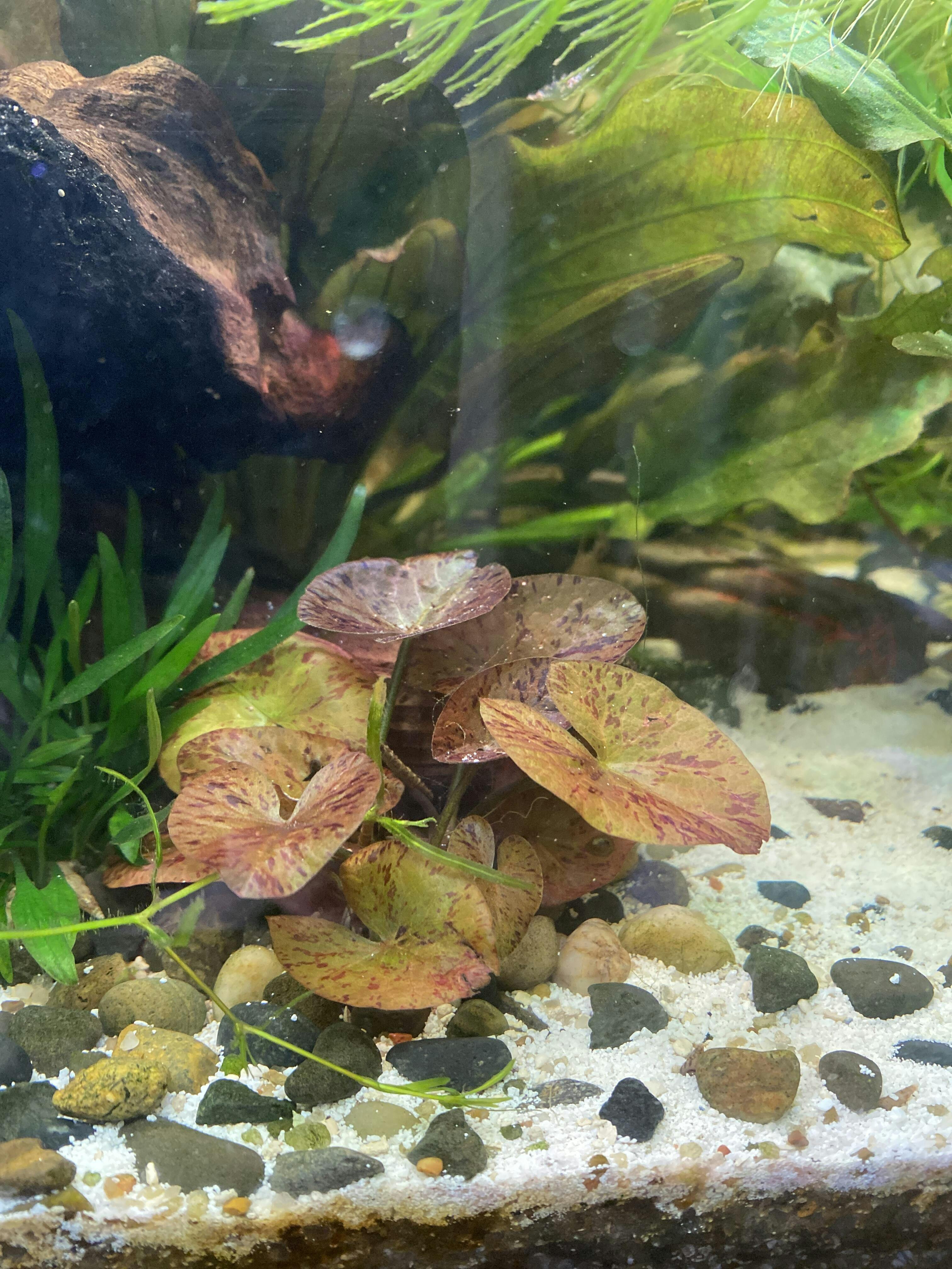 Tiger Lotus | Freshwater Plants | Live Aquarium Plants for Sale ...