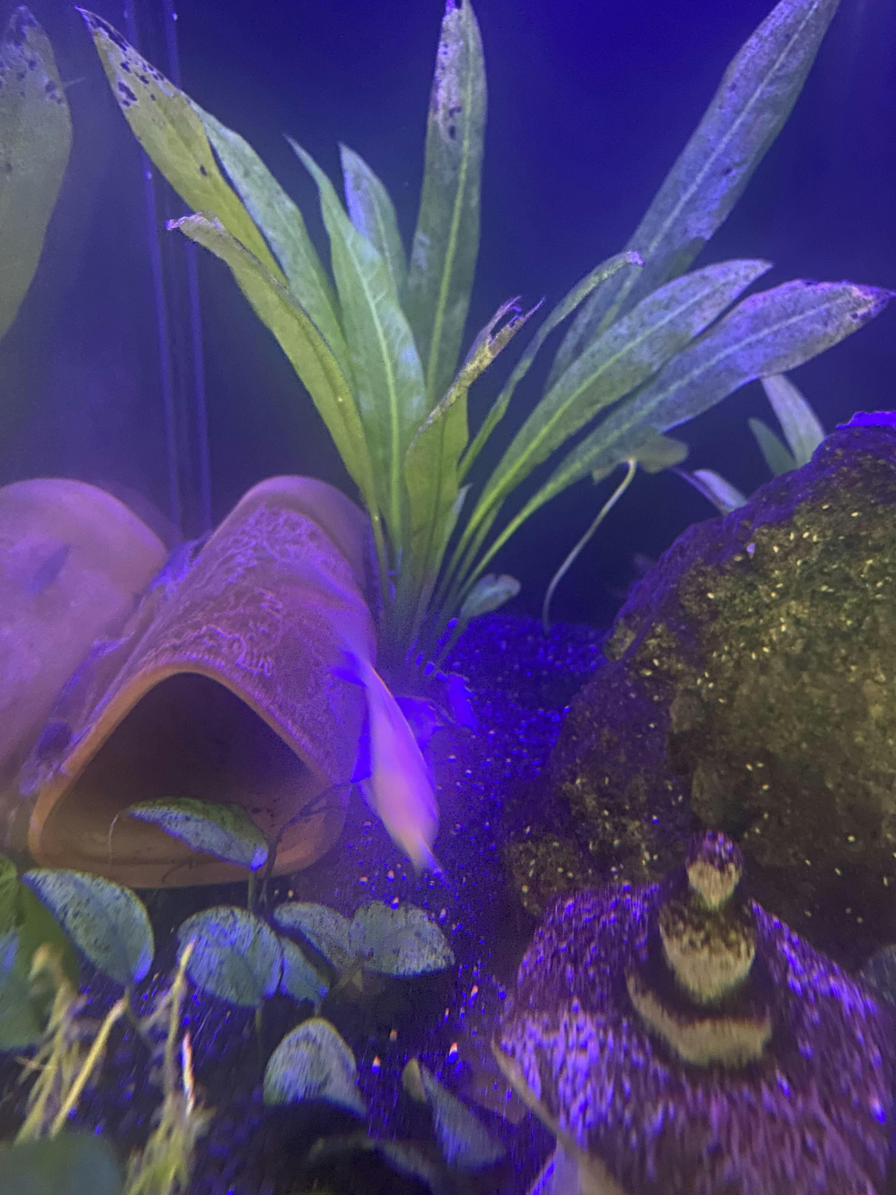 Pleco Cave | Fish Breeding Cave for Small Catfish and Dwarf Cichlids ...