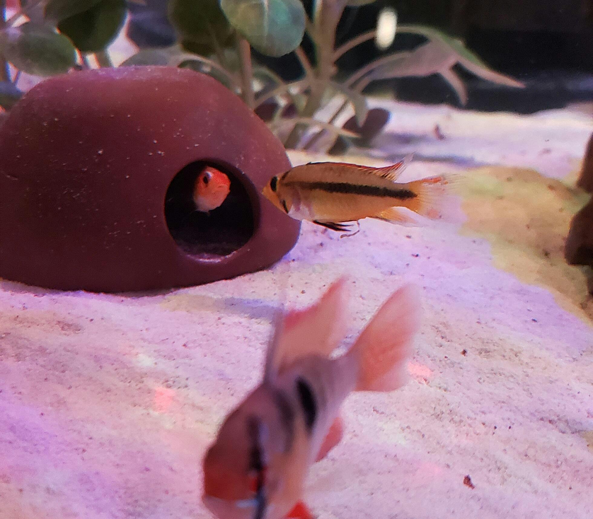 Apistogramma Cave | Fish Breeding Cave for Dwarf Cichlids and More ...