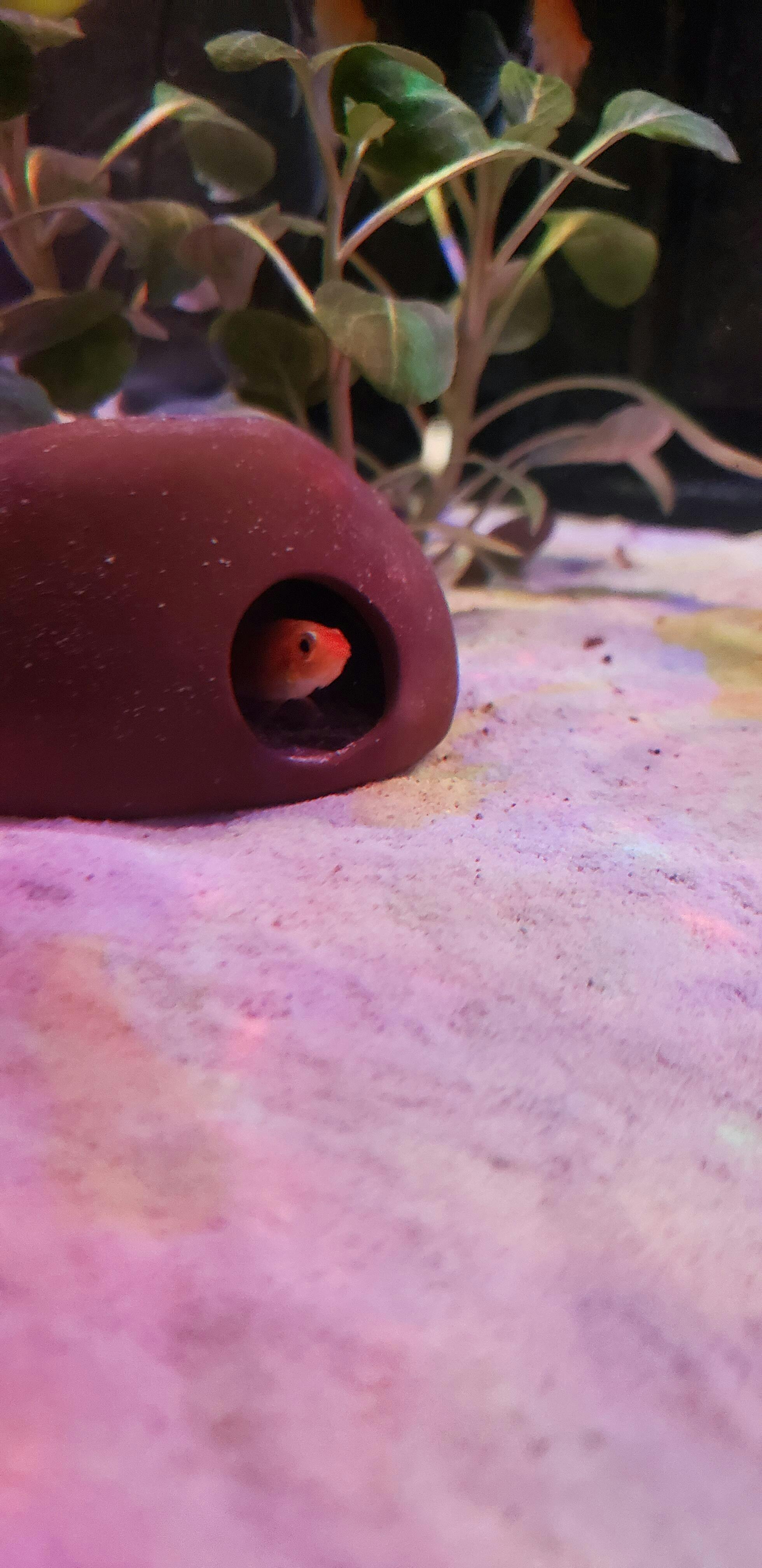 Apistogramma Cave | Fish Breeding Cave for Dwarf Cichlids and More ...