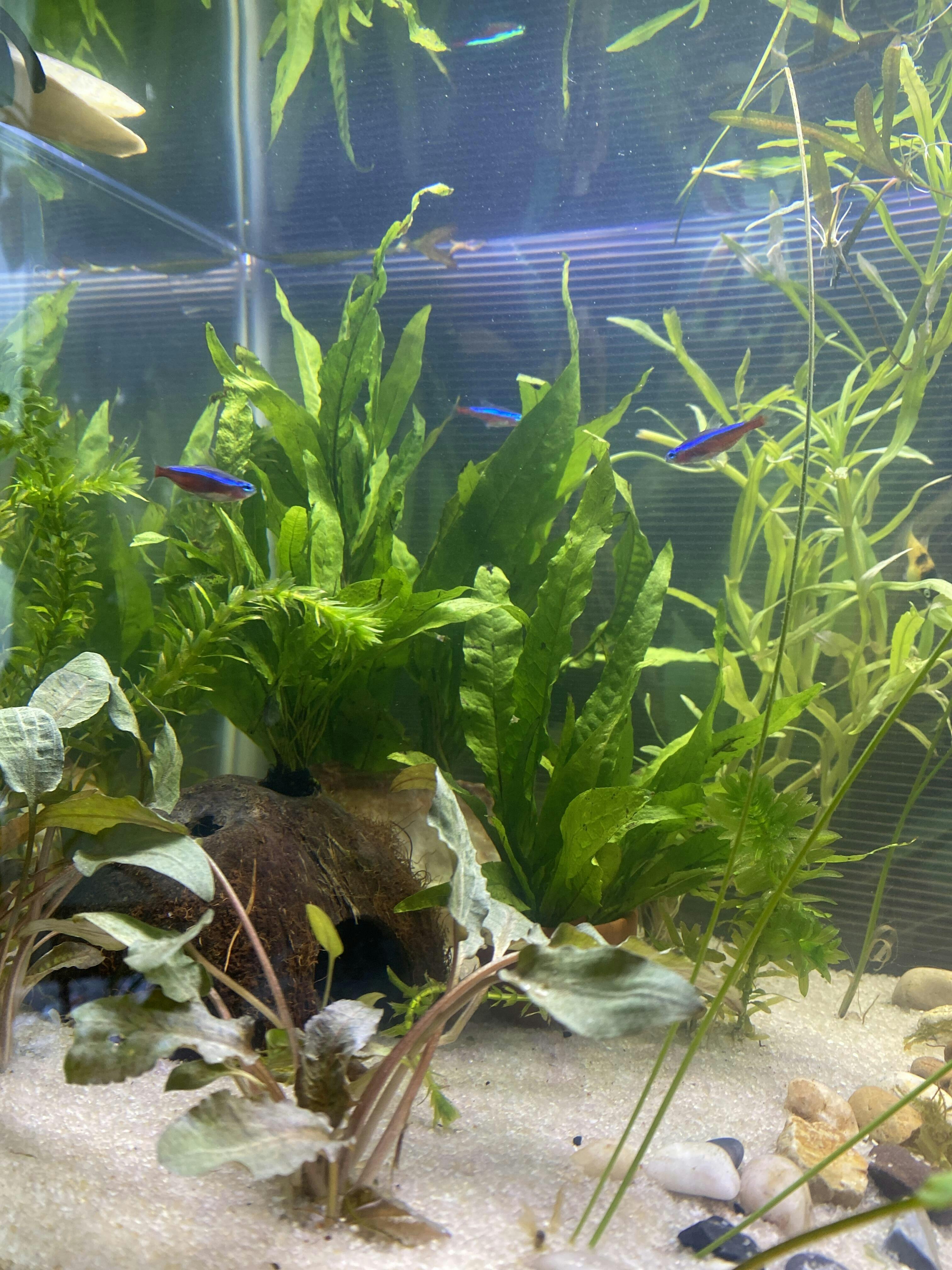 Java Fern | Fish Tank Plants | Live Aquarium Plants for Sale – Aquarium ...