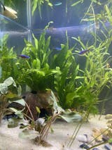 Java Fern | Fish Tank Plants | Live Aquarium Plants for Sale – Aquarium ...
