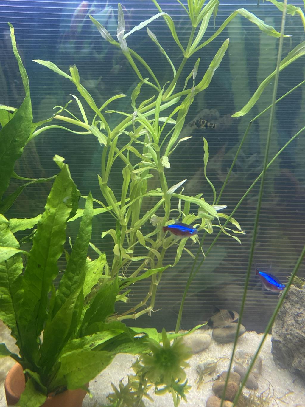 Pogostemon Stellatus 'Octopus' | Live Aquarium Plants for Sale ...