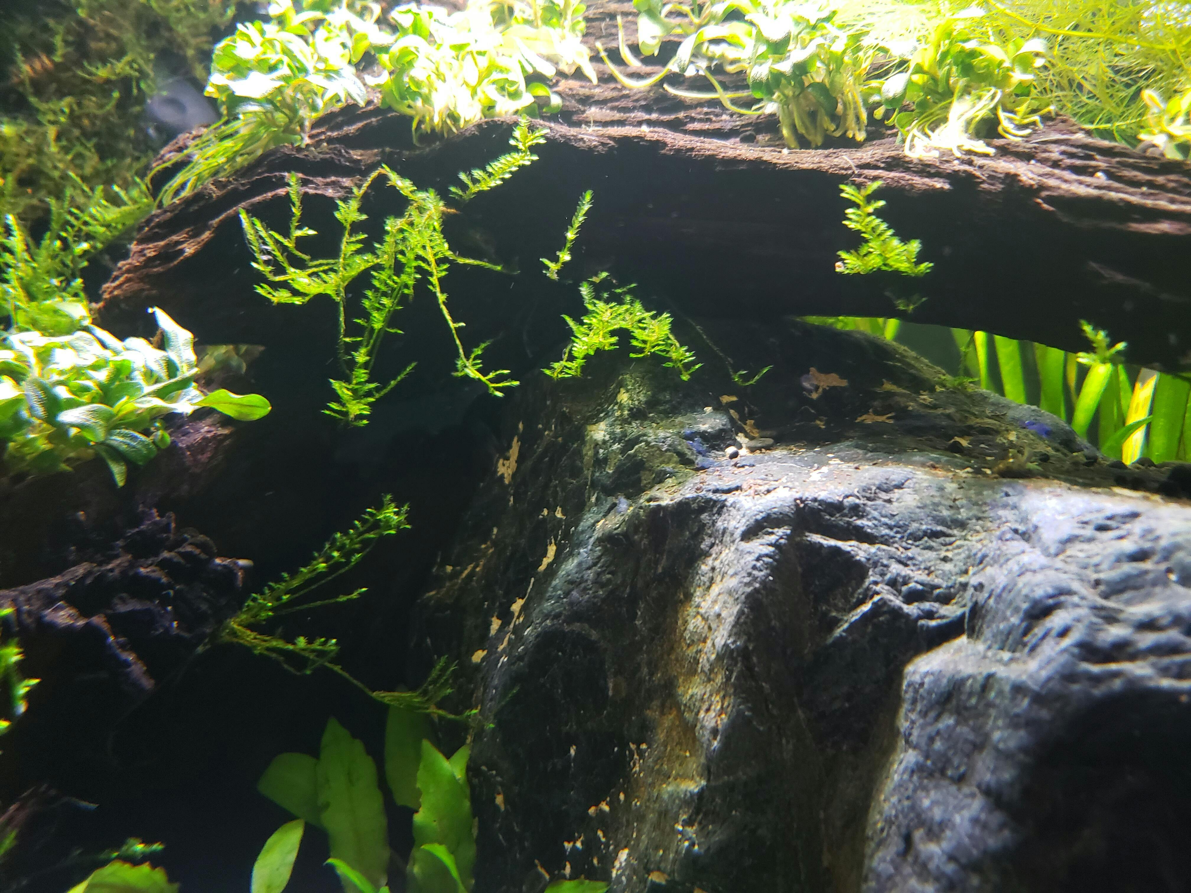 Taxiphyllum sp. 'Spiky Moss' | Live Aquarium Moss for Sale – Aquarium Co-Op