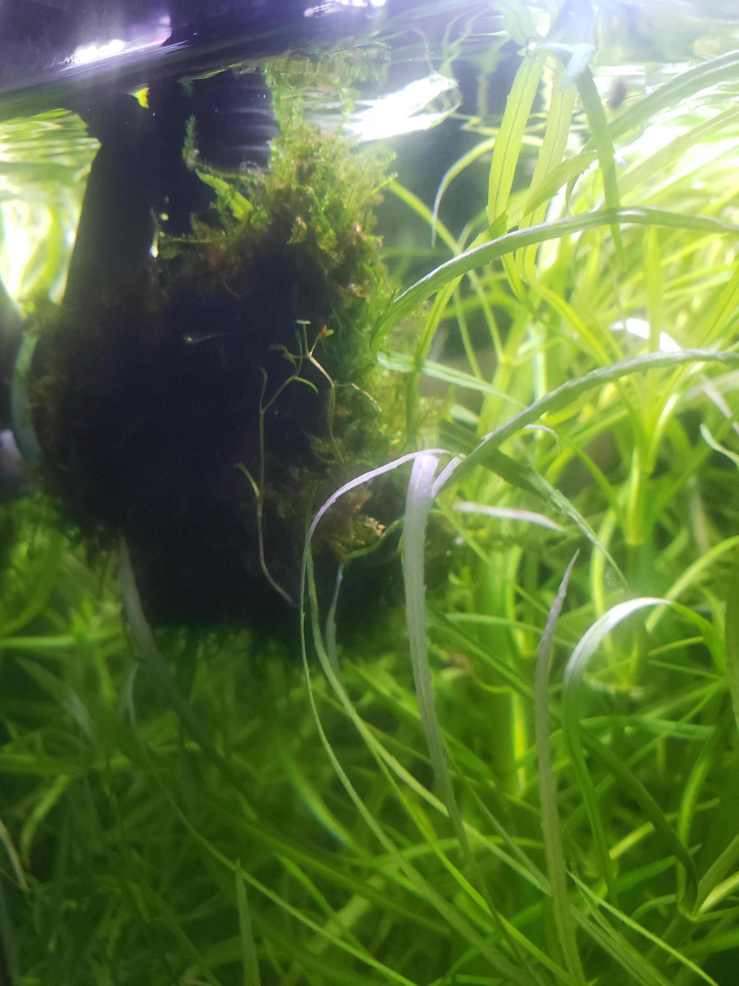 Java Moss | Java Moss for Sale | Live Aquarium Moss on Mesh – Aquarium ...