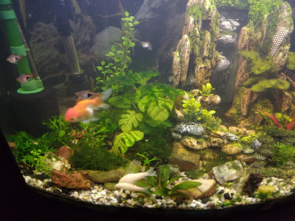 Java Moss | Java Moss for Sale | Live Aquarium Moss on Mesh – Aquarium ...