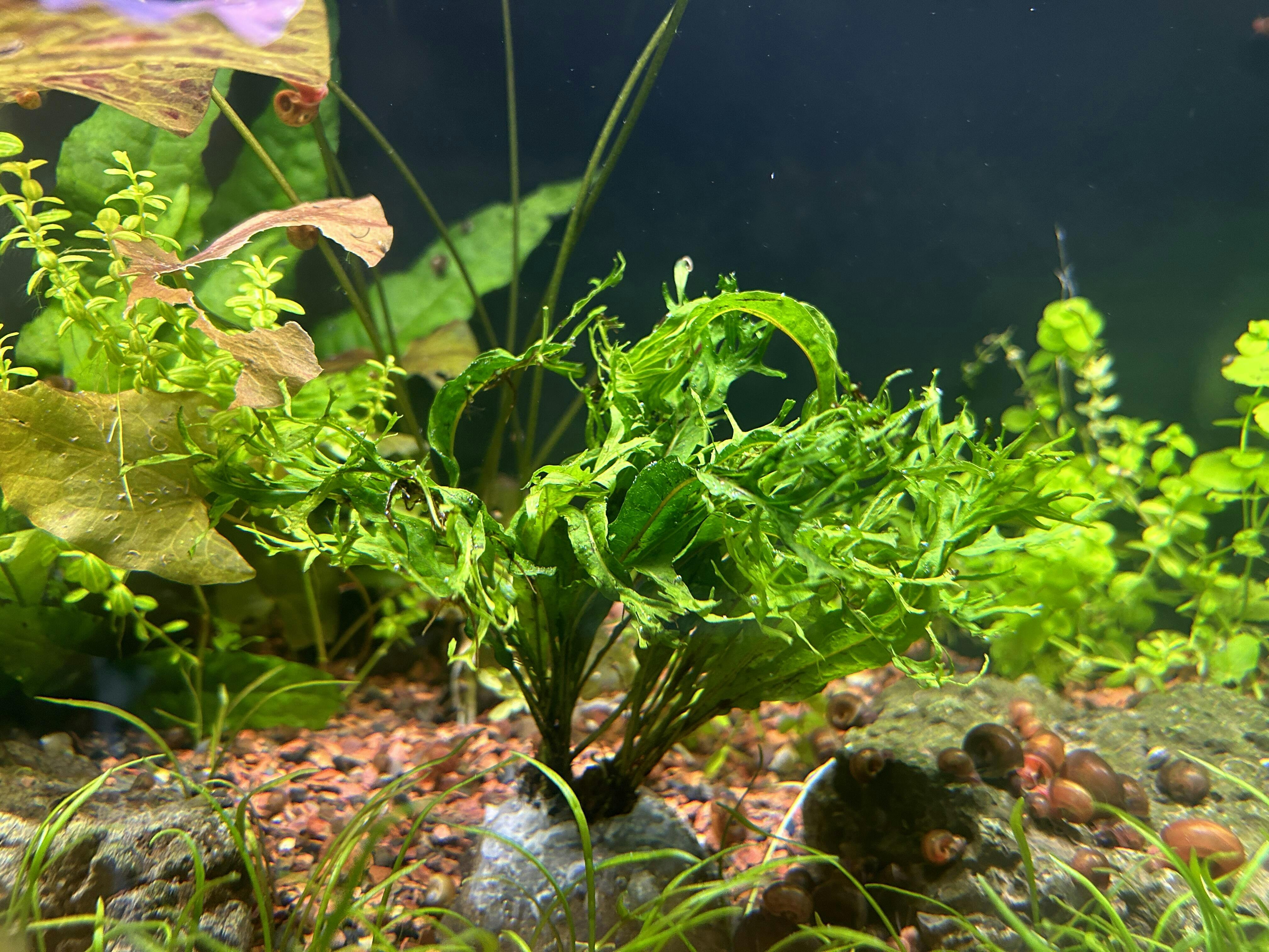 Windelov Java Fern | Fish Tank Plants | Live Aquarium Plants for Sale ...