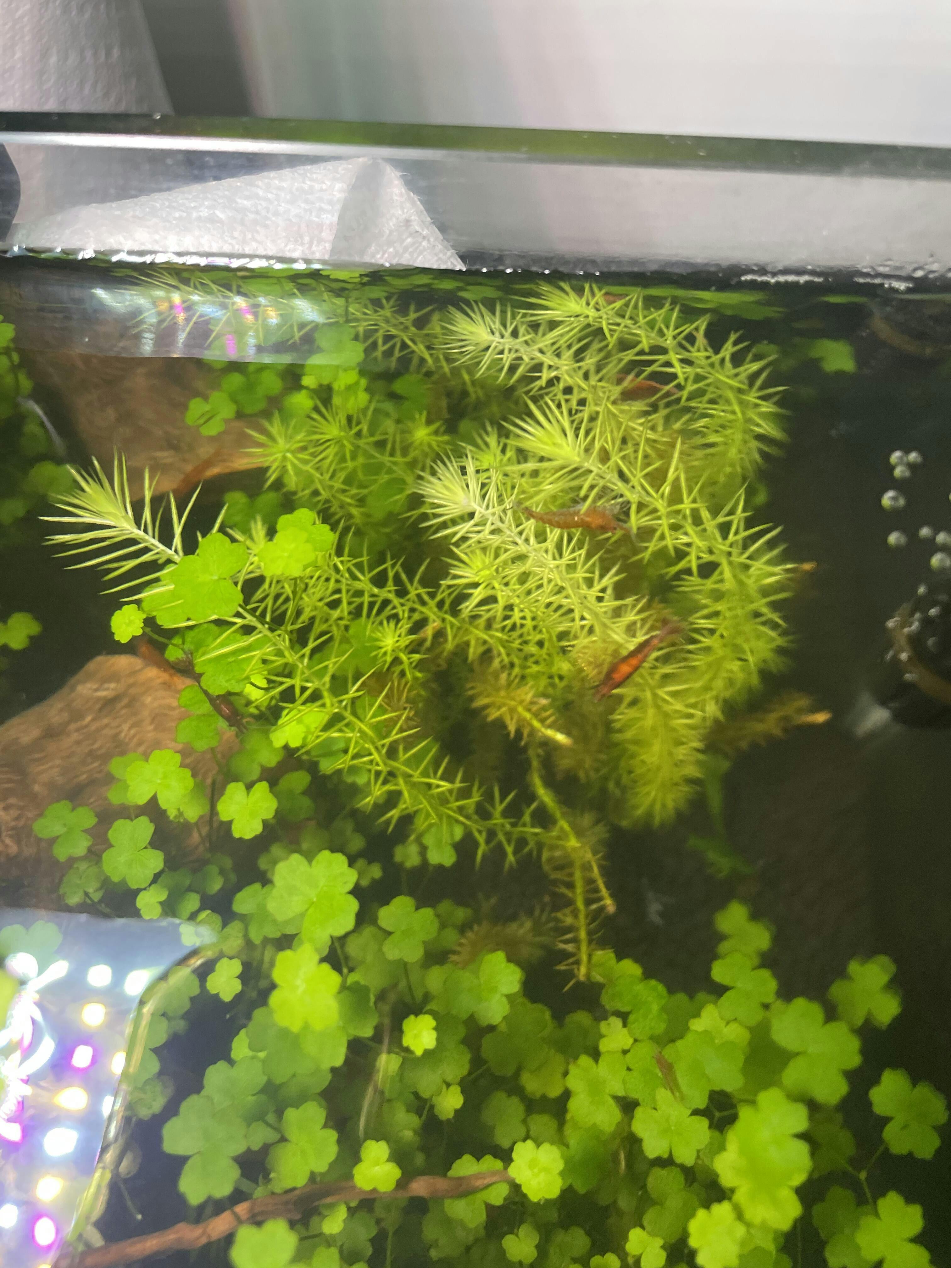 Mayaca Fluviatilis | Fish Tank Plants | Live Aquarium Plants for Sale – Aquarium Co-Op