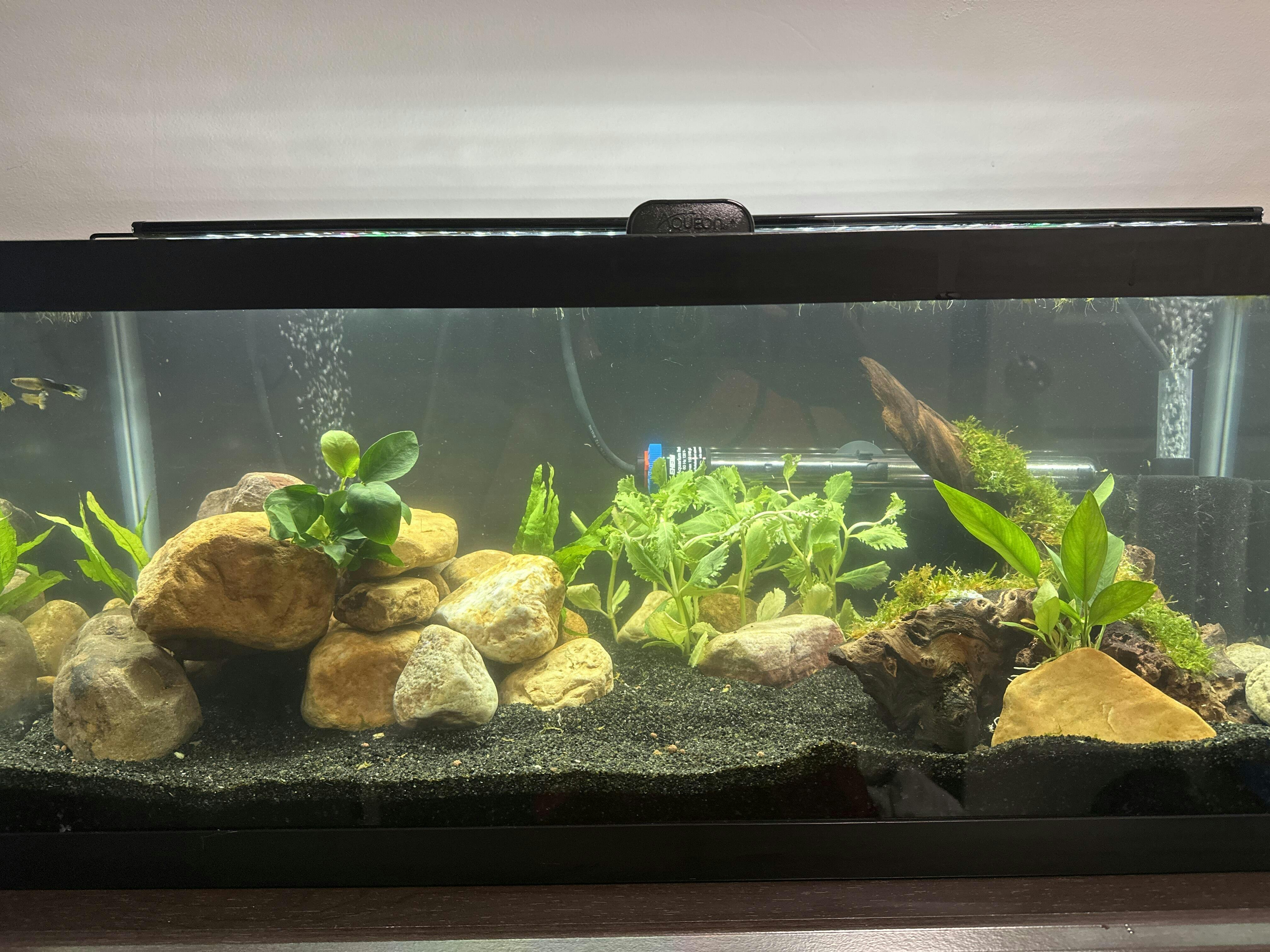 Java Moss | Java Moss for Sale | Live Aquarium Moss on Mesh – Aquarium ...