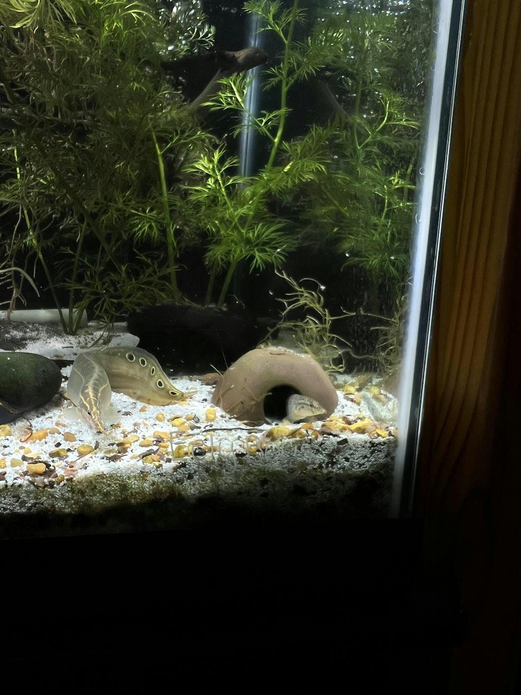 Apistogramma Cave | Fish Breeding Cave for Dwarf Cichlids and More ...