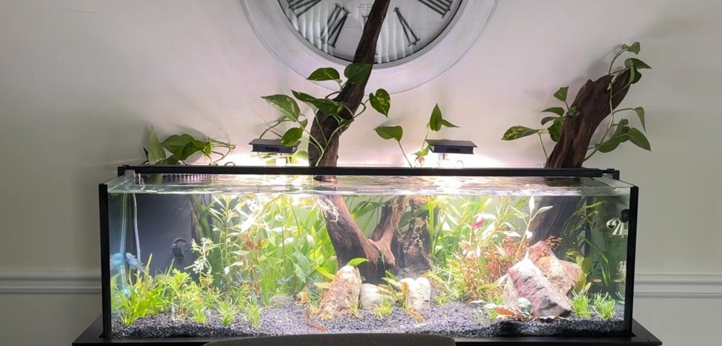 Micro Sword | Fish Tank Plants | Live Aquarium Plants for Sale ...