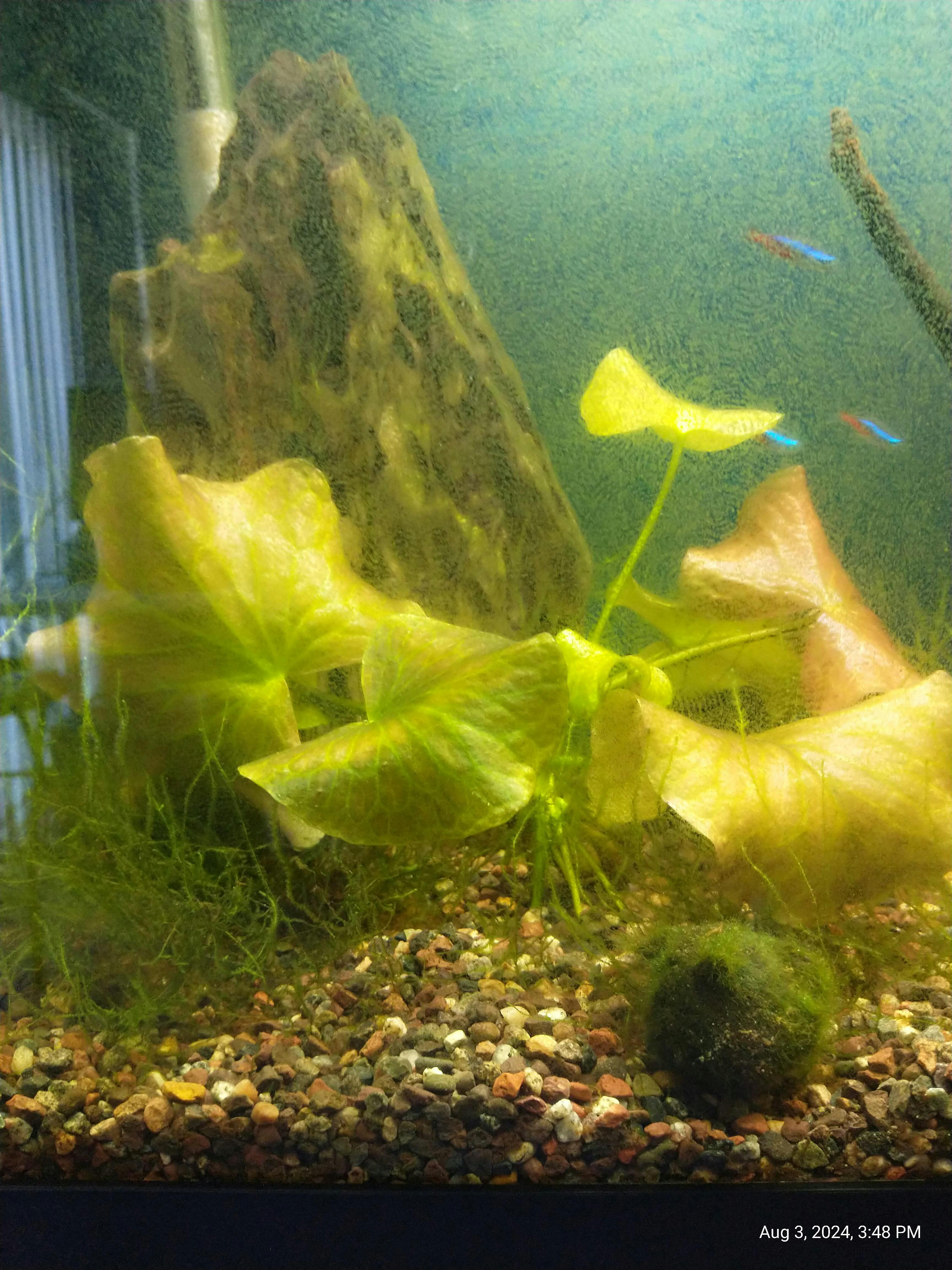 Banana Plant | Aquarium Banana Lily | Live Aquarium Plants for Sale ...