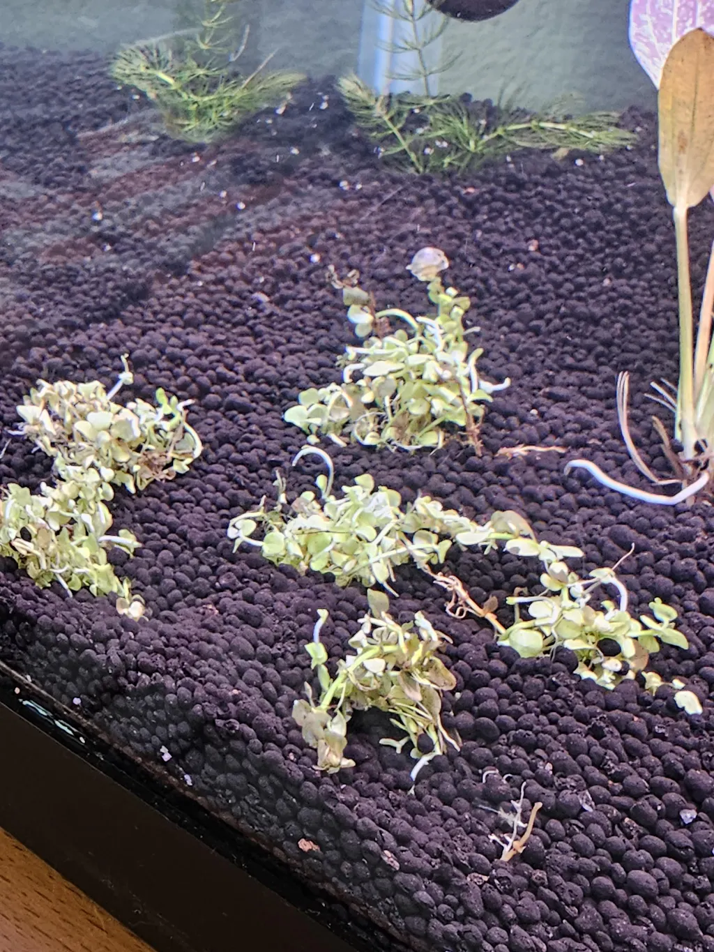 Monte Carlo | Aquarium Carpet Plants | Live Aquarium Plants for Sale ...