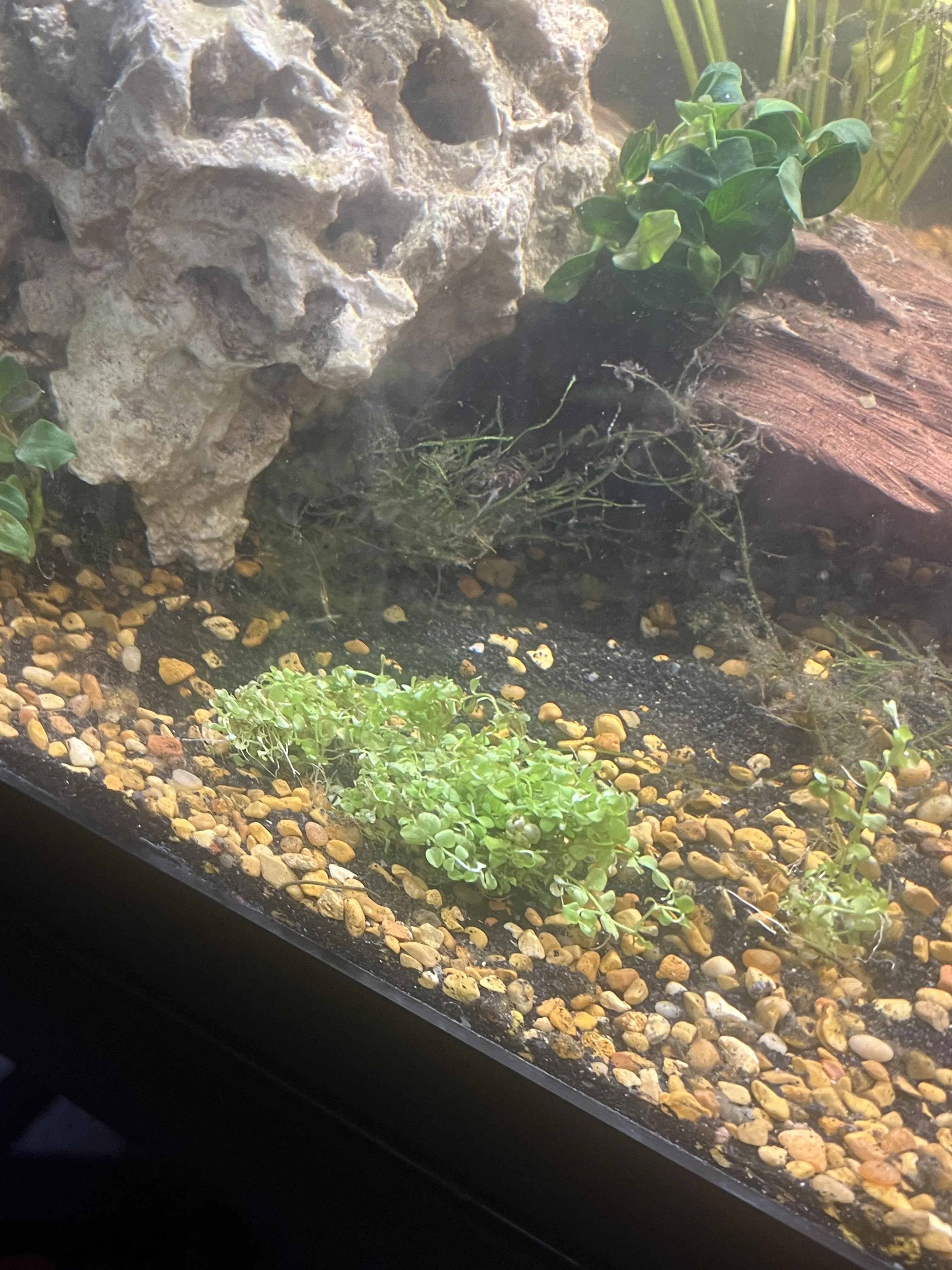 Monte Carlo | Aquarium Carpet Plants | Live Aquarium Plants for Sale ...