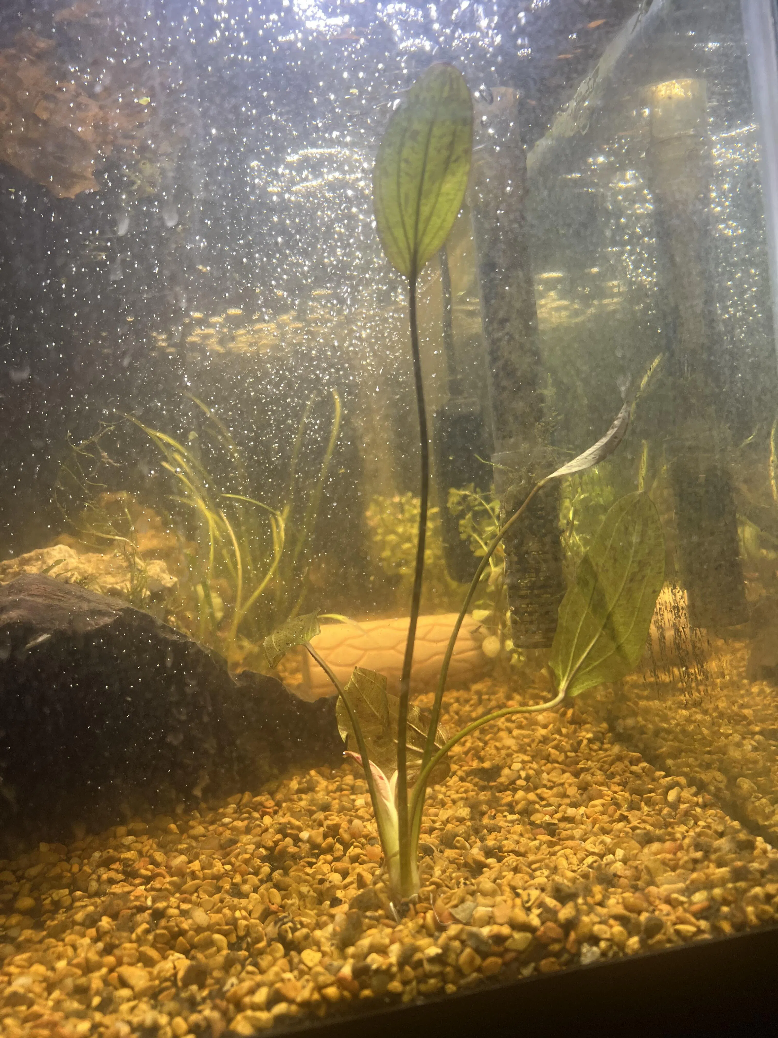 Red Flame Sword | Fish Tank Plants | Live Aquarium Plants for Sale ...