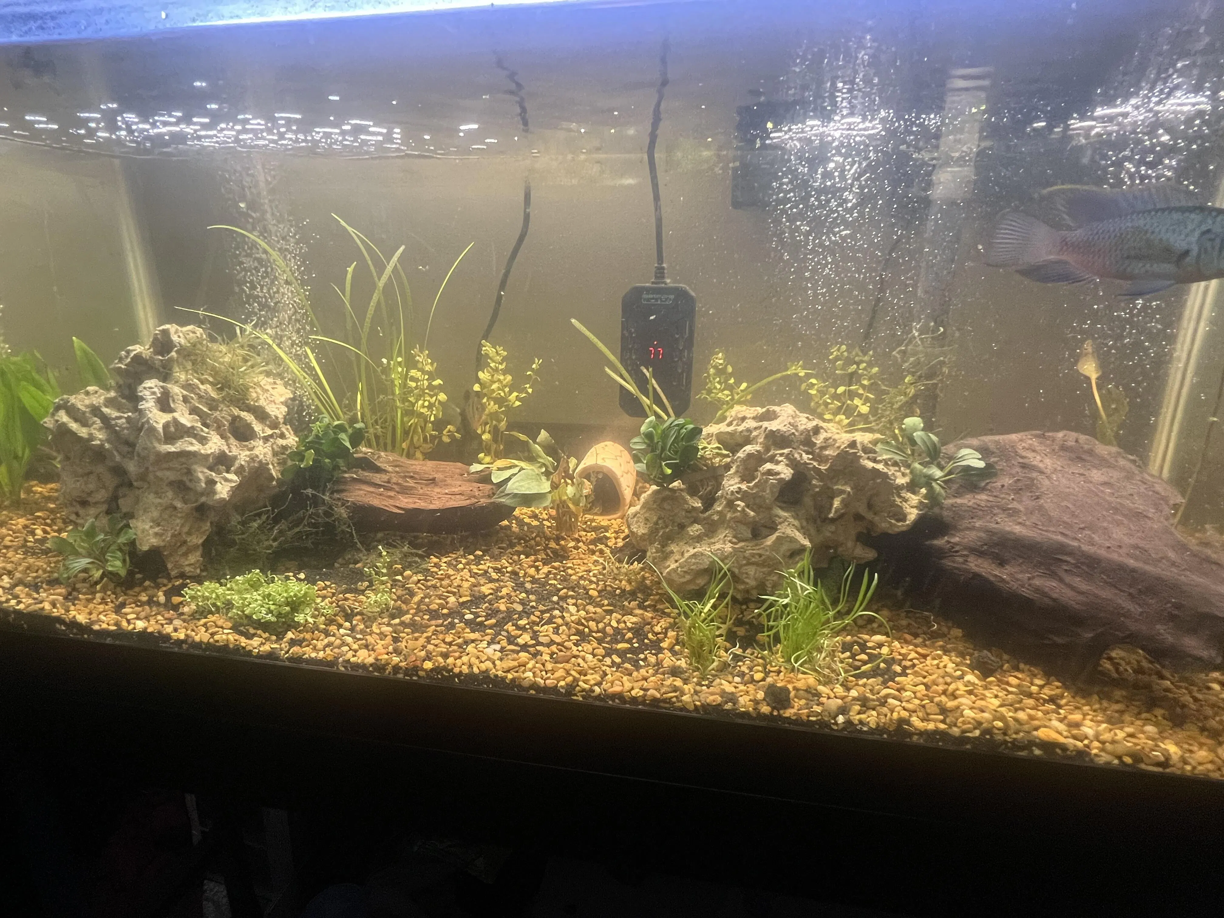 Amazon Sword Plant | Fish Tank Plants | Live Aquarium Plants for Sale ...