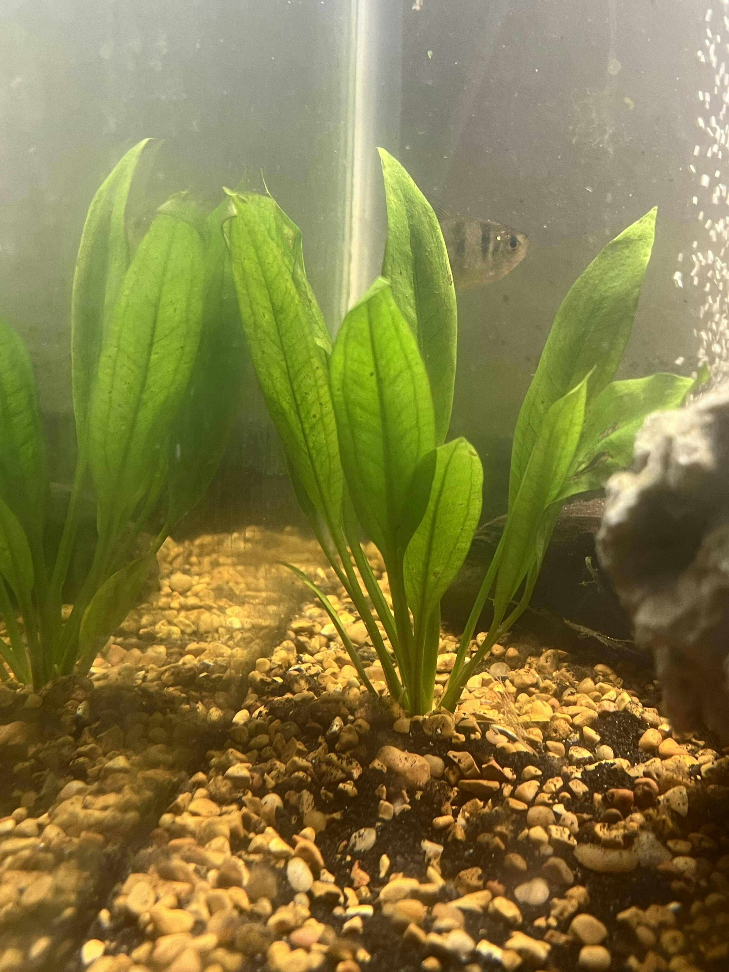 Amazon Sword Plant | Fish Tank Plants | Live Aquarium Plants for Sale ...