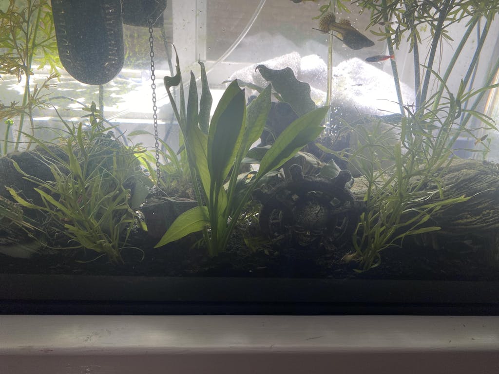 Dwarf Chain Sword | Pygmy Chain Sword | Live Aquarium Plants for Sale ...