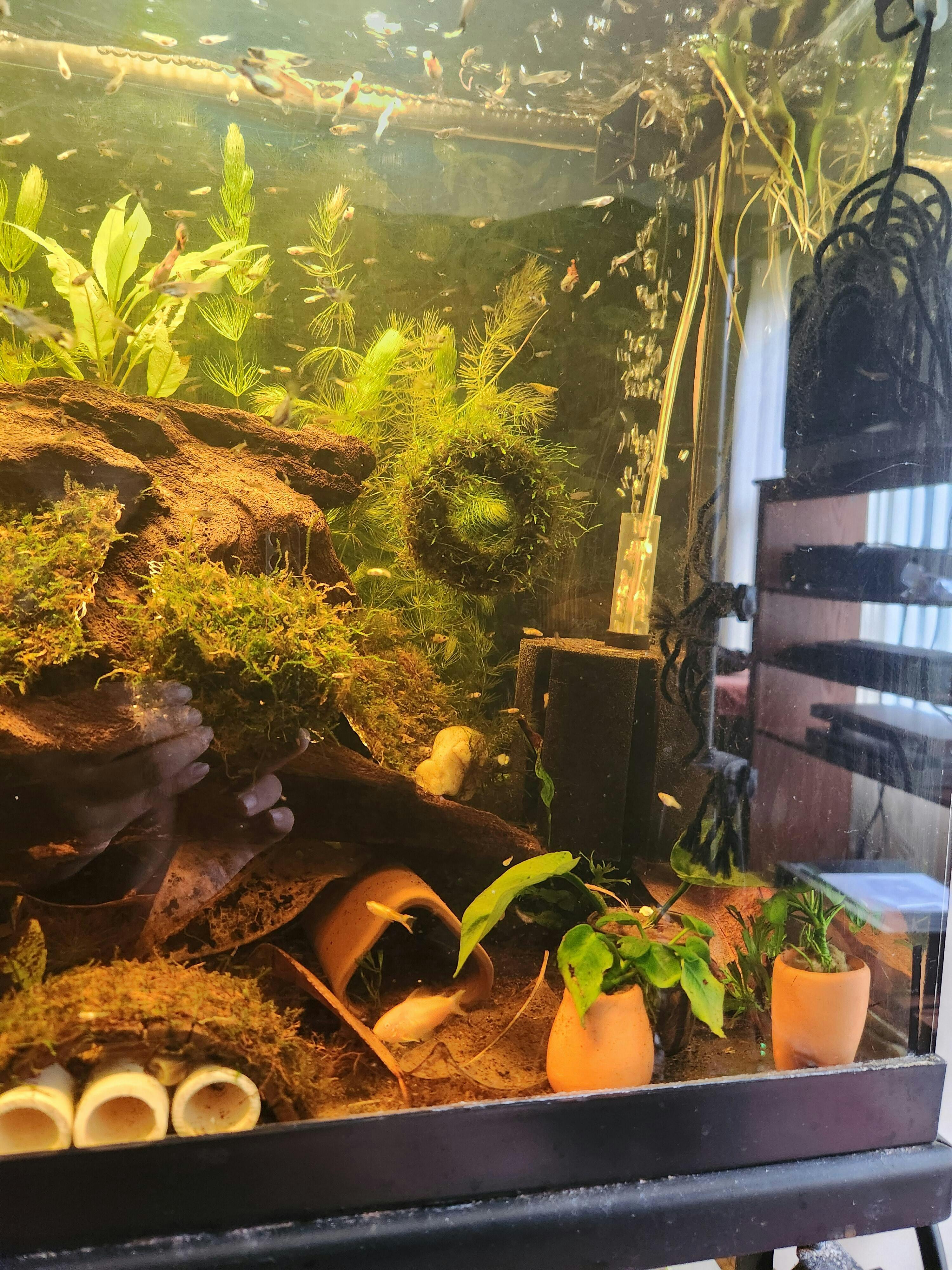 Pleco Cave | Fish Breeding Cave for Small Catfish and Dwarf Cichlids ...