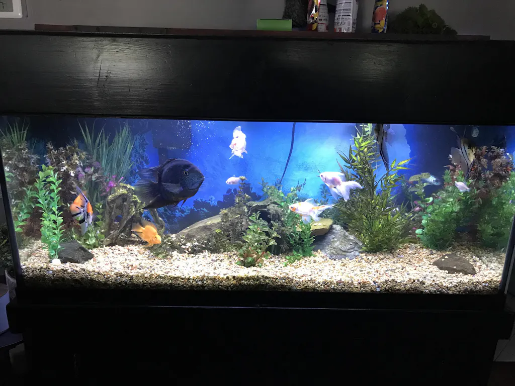 Fritz Expel-P | Fish Medicine for Camallanus Red Worms and Planaria ...