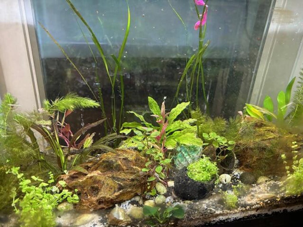 Red Rubin Sword | Fish Tank Plants | Live Aquarium Plants for Sale ...