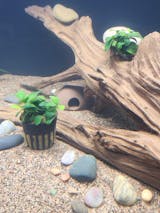 Apistogramma Cave | Fish Breeding Cave for Dwarf Cichlids and More ...