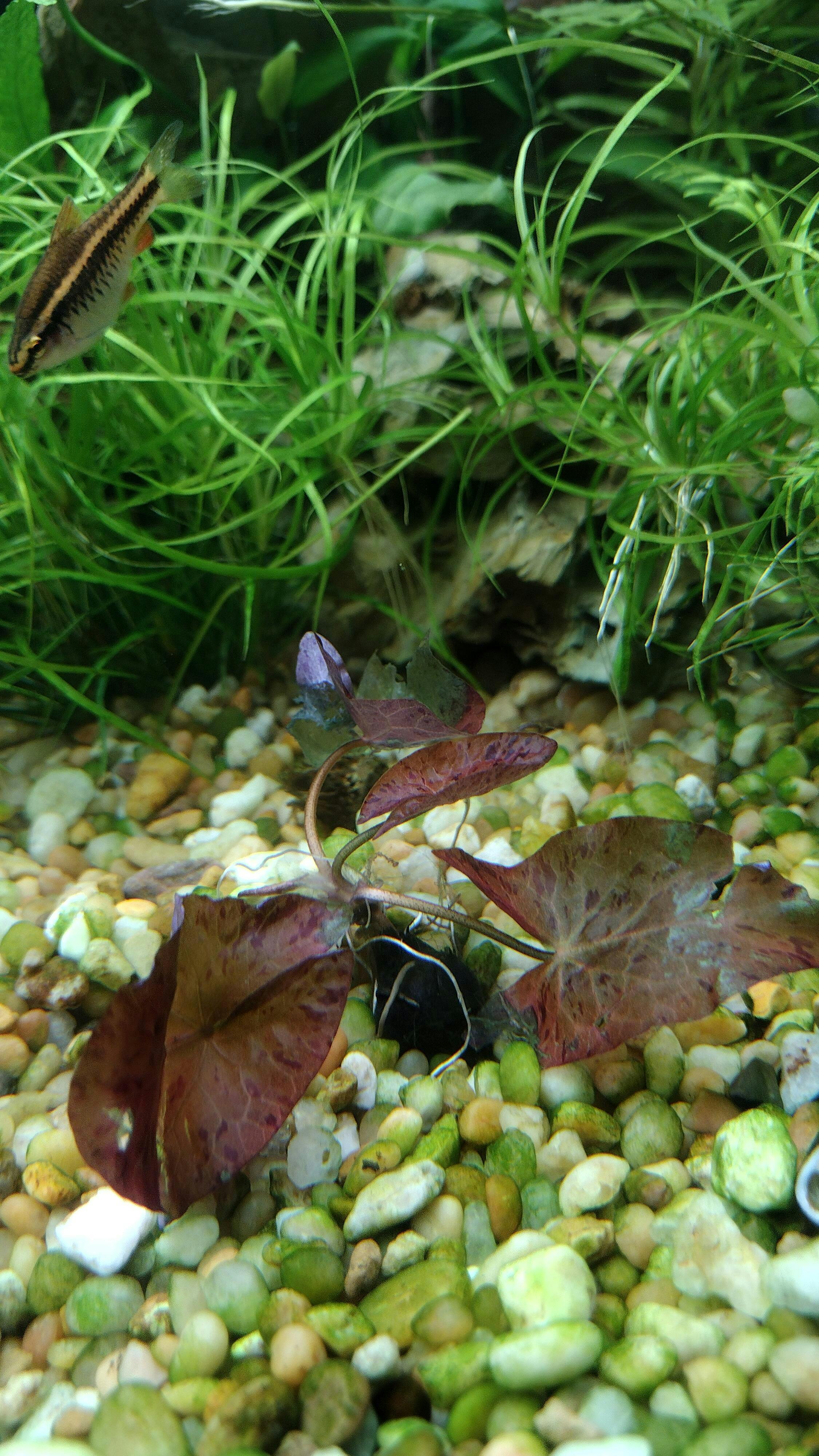 Tiger Lotus | Freshwater Plants | Live Aquarium Plants for Sale ...